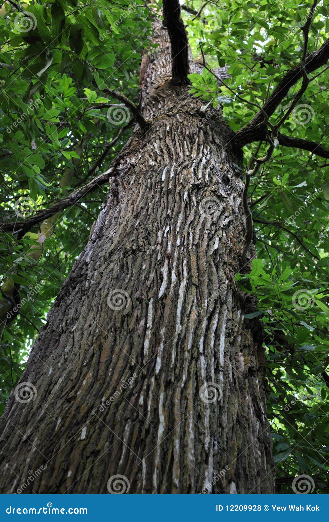 Albero Della Foresta Pluviale Fotografia Stock - Immagine di paesaggio ...