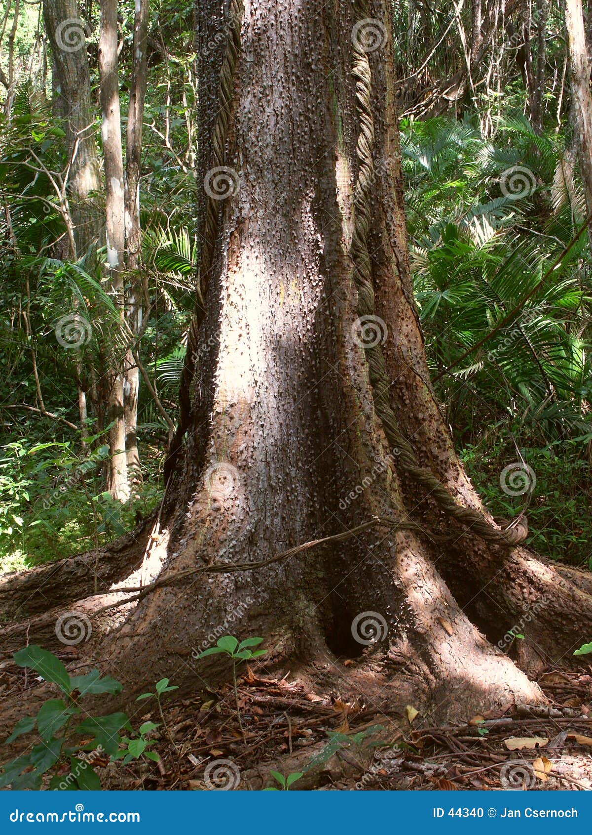 Albero Della Foresta Pluviale Fotografia Stock - Immagine di corridore ...