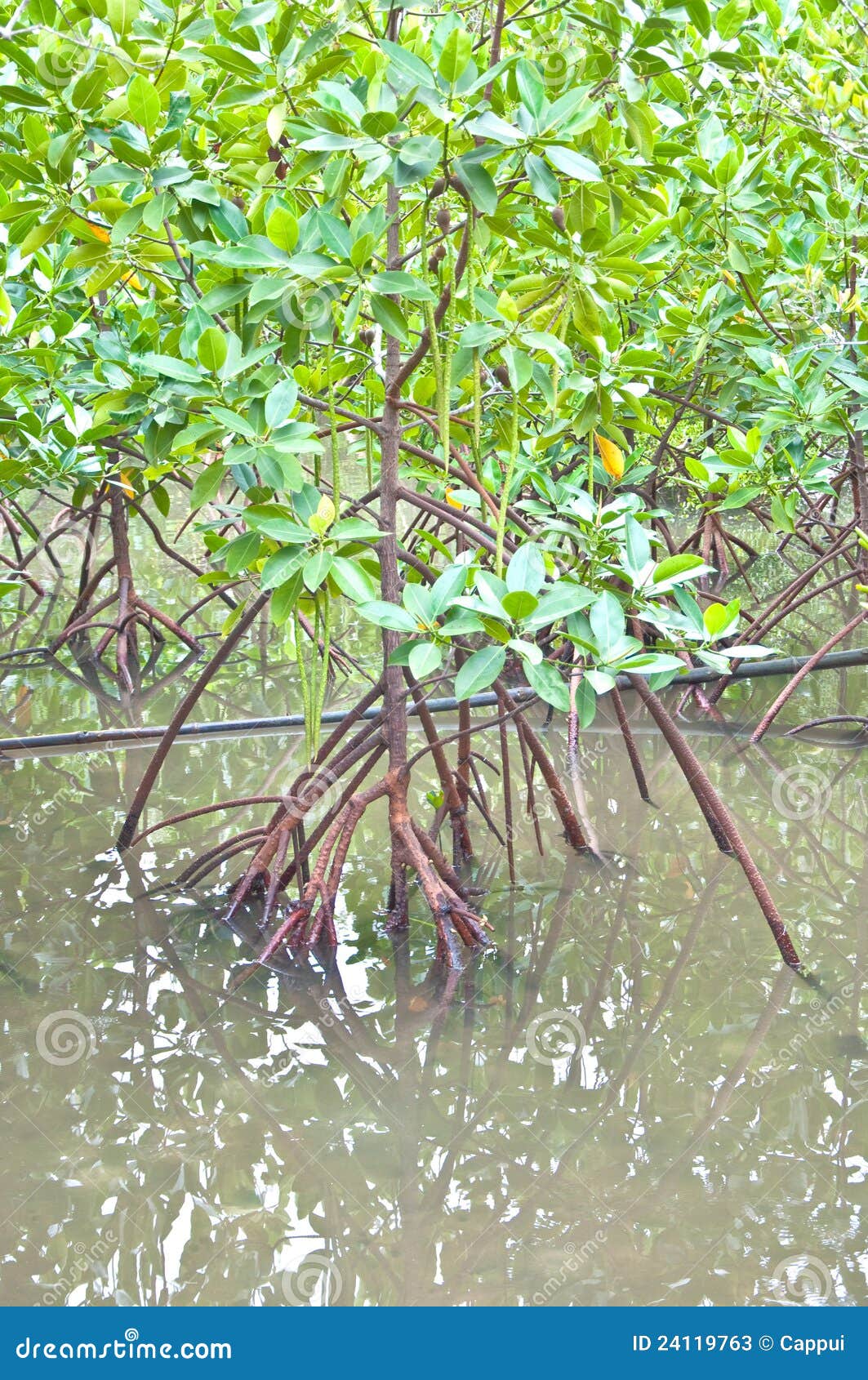 Albero della mangrovia immagine stock. Immagine di spiaggia - 24119763
