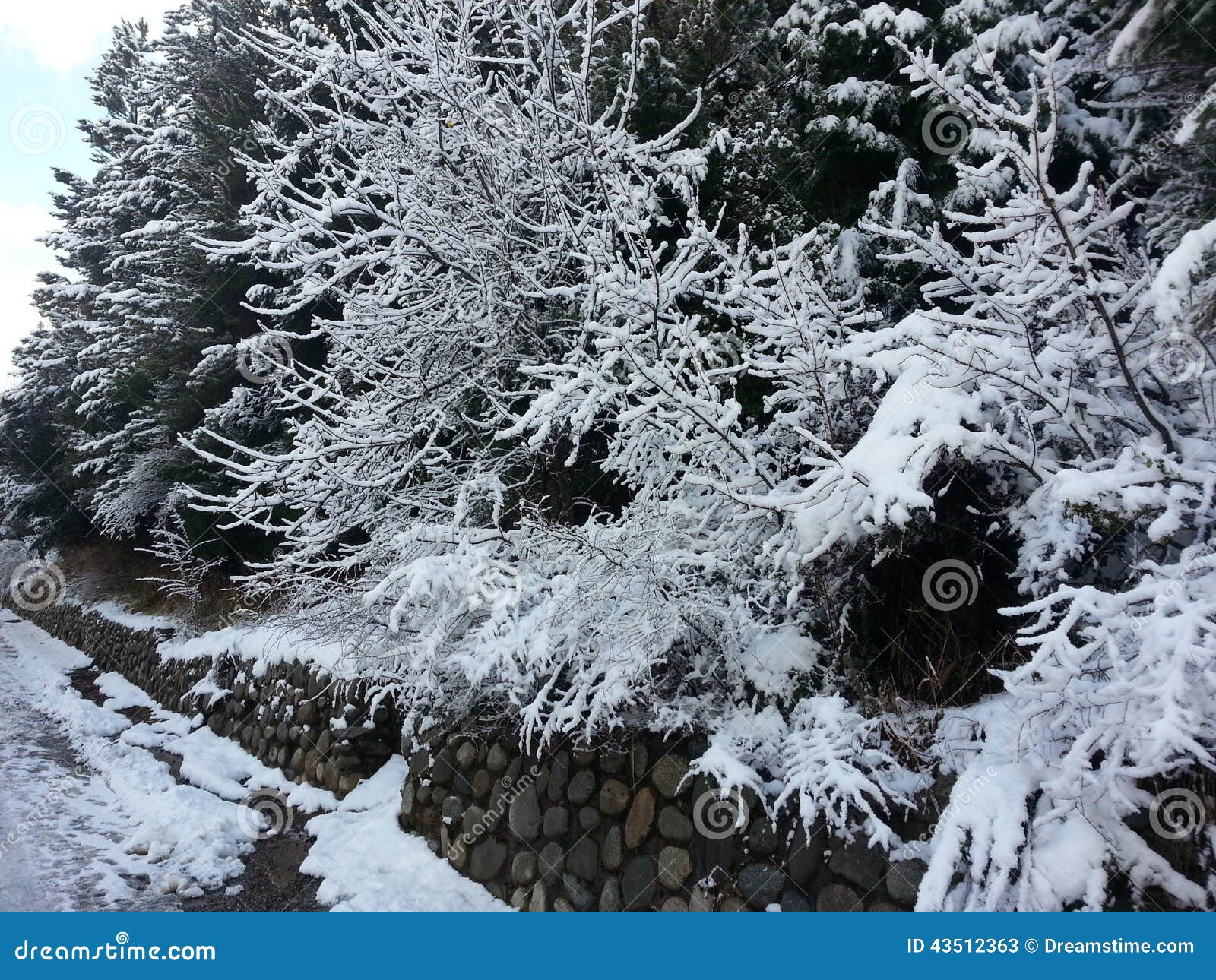 Albero 9 della neve immagine stock. Immagine di inverno - 43512363