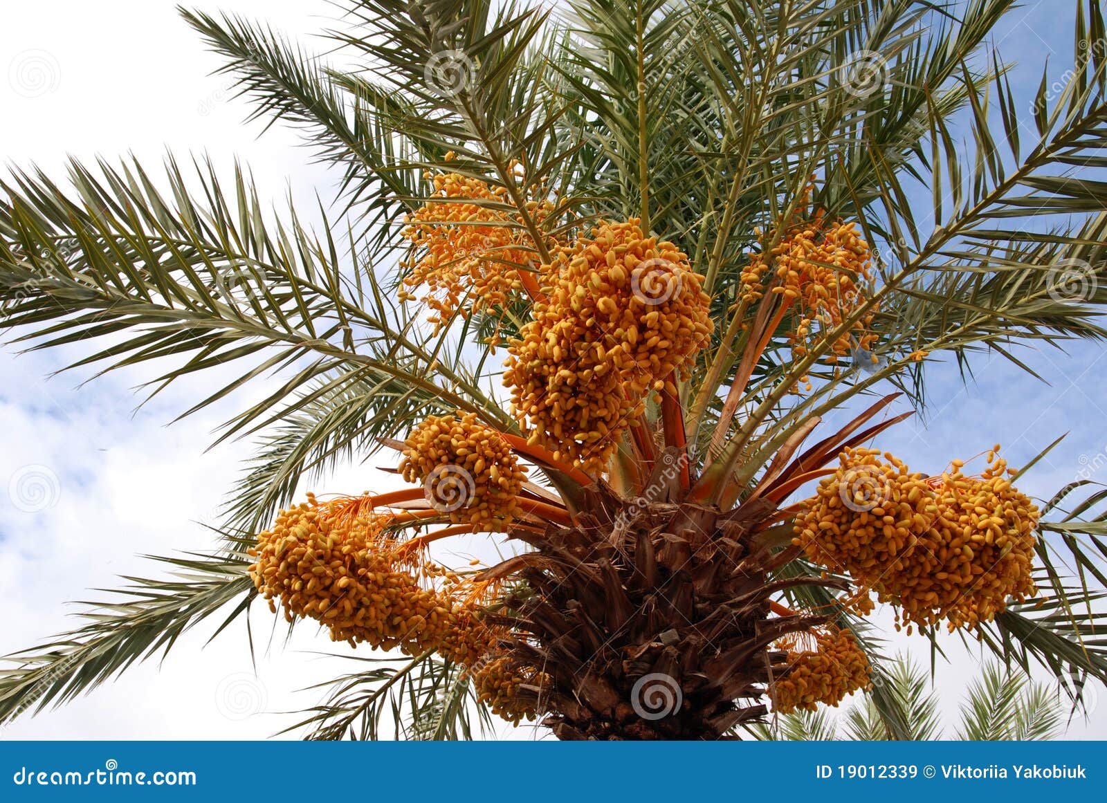 Albero Della Palma Da Datteri Immagine Stock - Immagine di radura ...