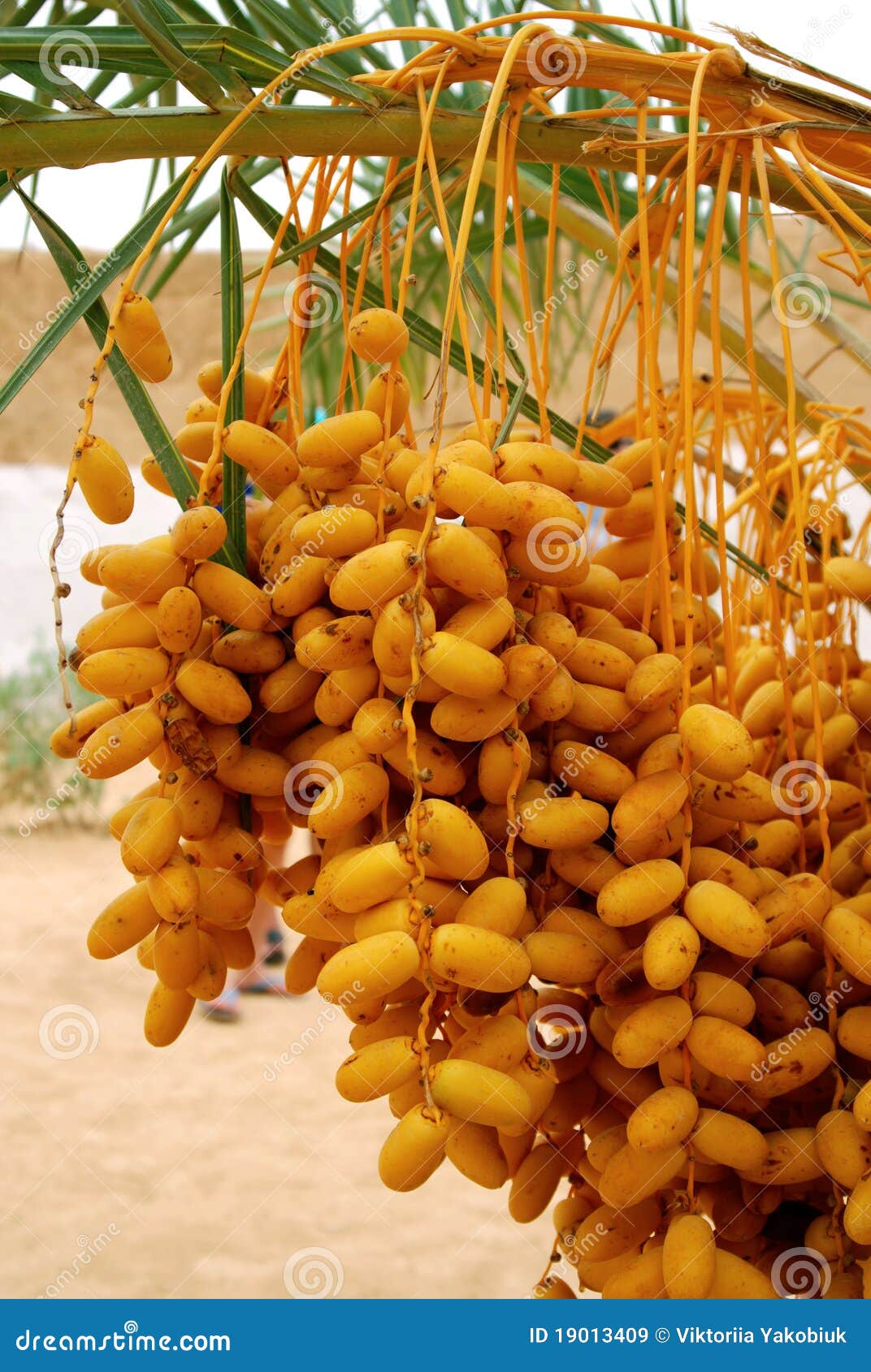 Albero Della Palma Da Datteri Immagine Stock - Immagine di seme, maturo ...