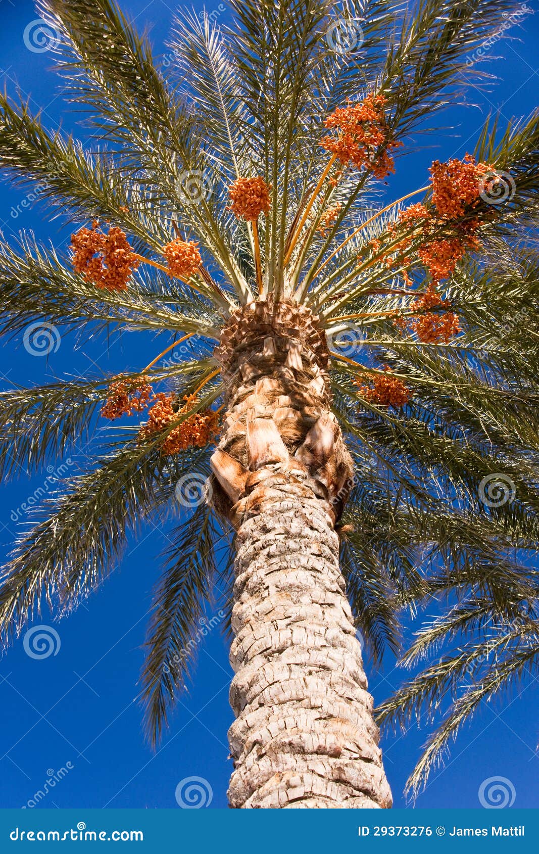 Albero Della Palma Da Datteri Fotografia Stock - Immagine di baccelli ...