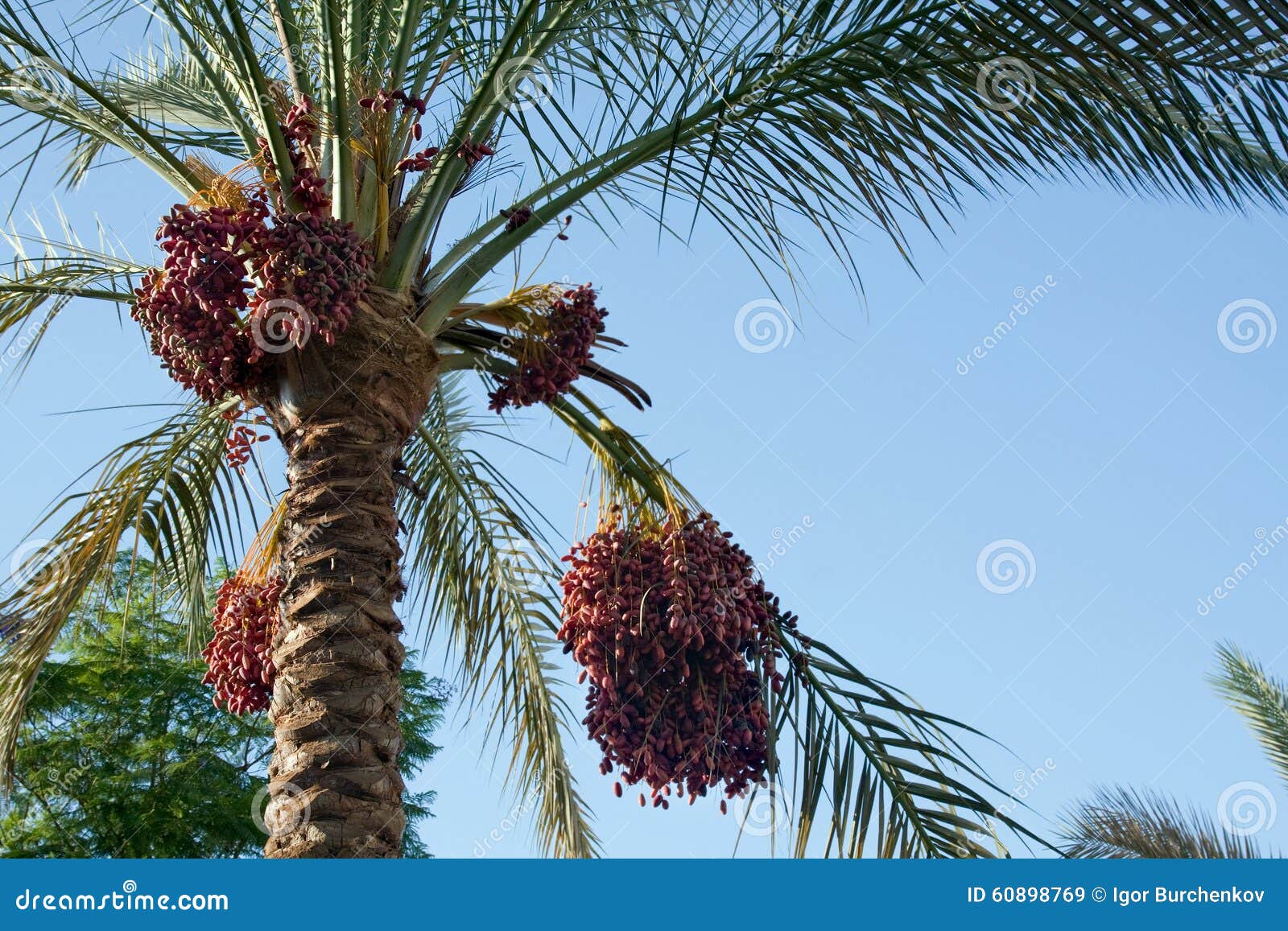 Albero Della Palma Da Datteri Immagine Stock - Immagine di bianco ...
