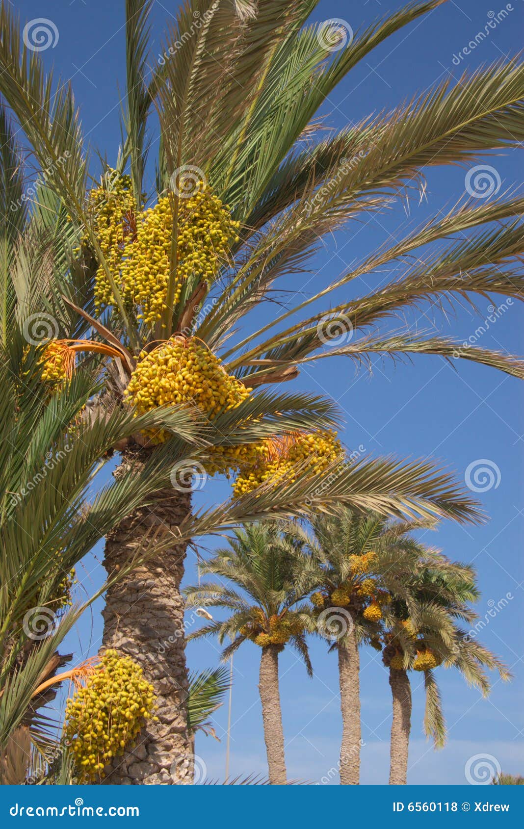 Albero Della Palma Da Datteri Fotografia Stock - Immagine di giorno ...