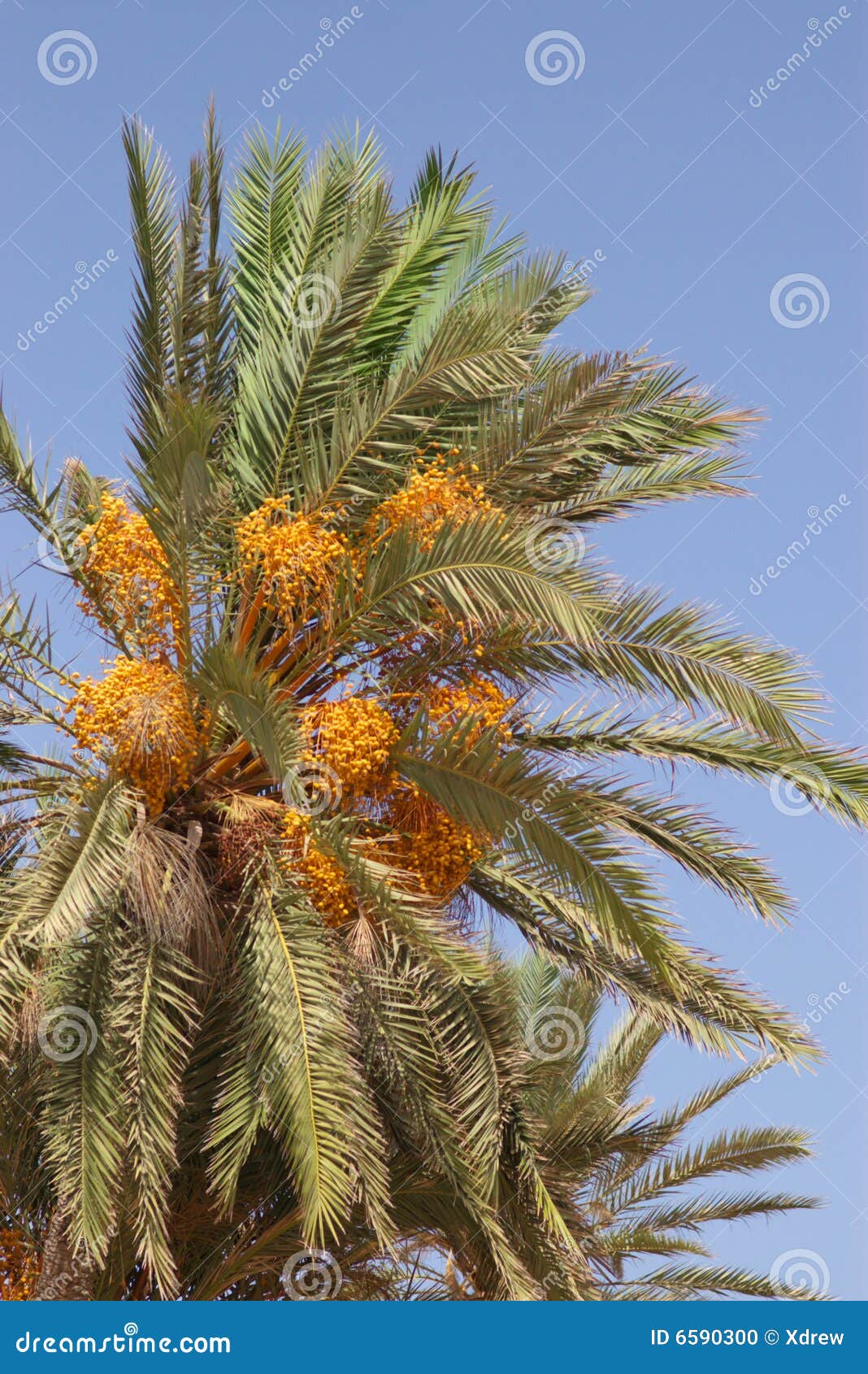 Albero Della Palma Da Datteri Fotografia Stock - Immagine di ovale ...