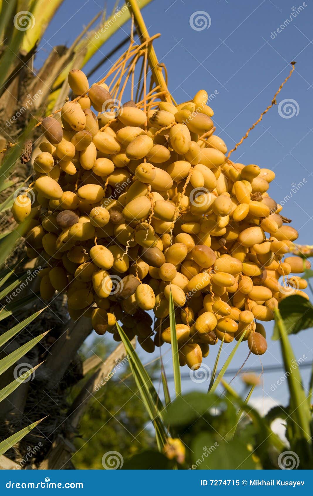 Albero Della Palma Da Datteri Immagine Stock - Immagine di palma, nave ...