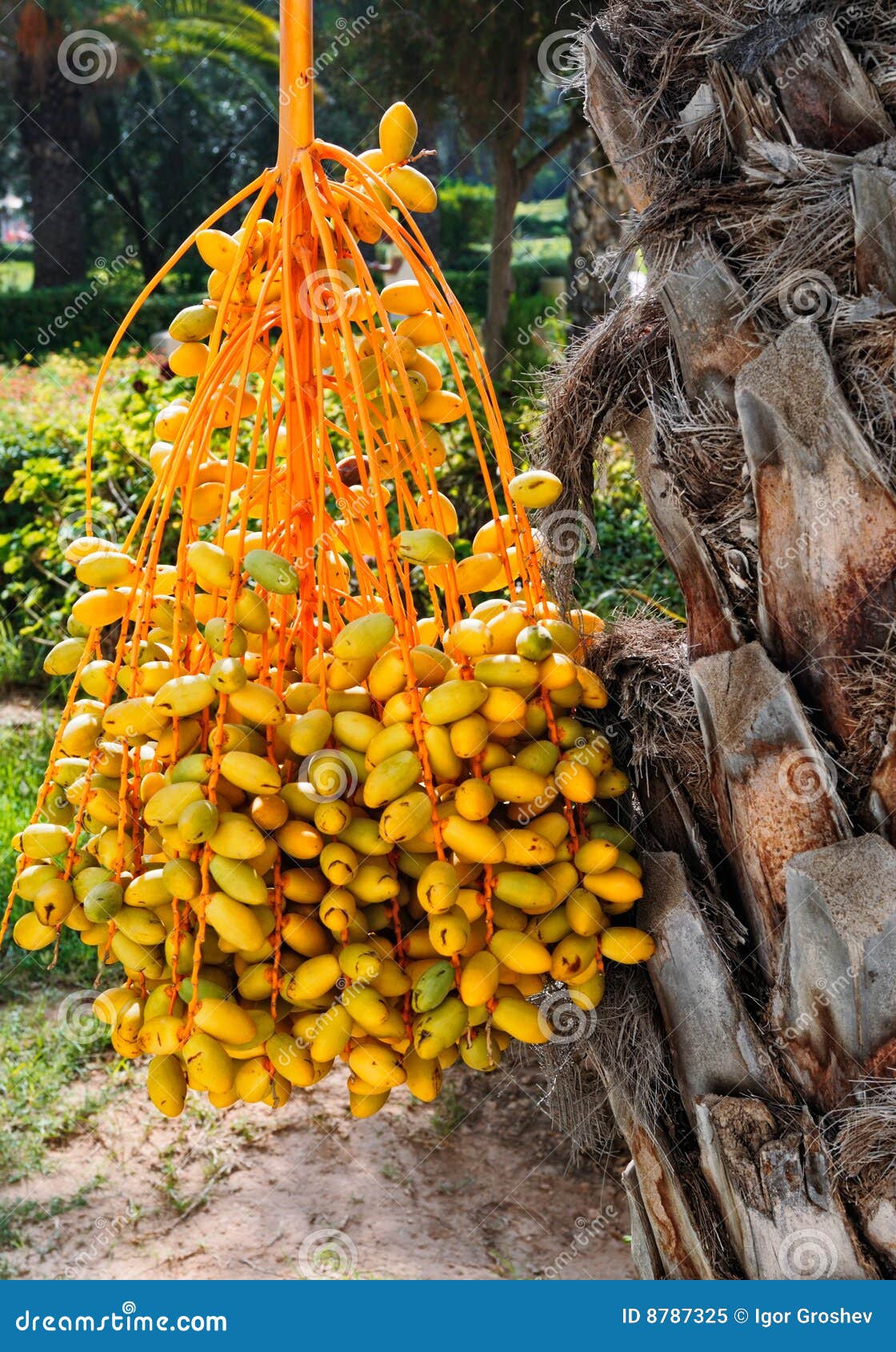 Albero Della Palma Da Datteri Immagine Stock - Immagine di africa ...