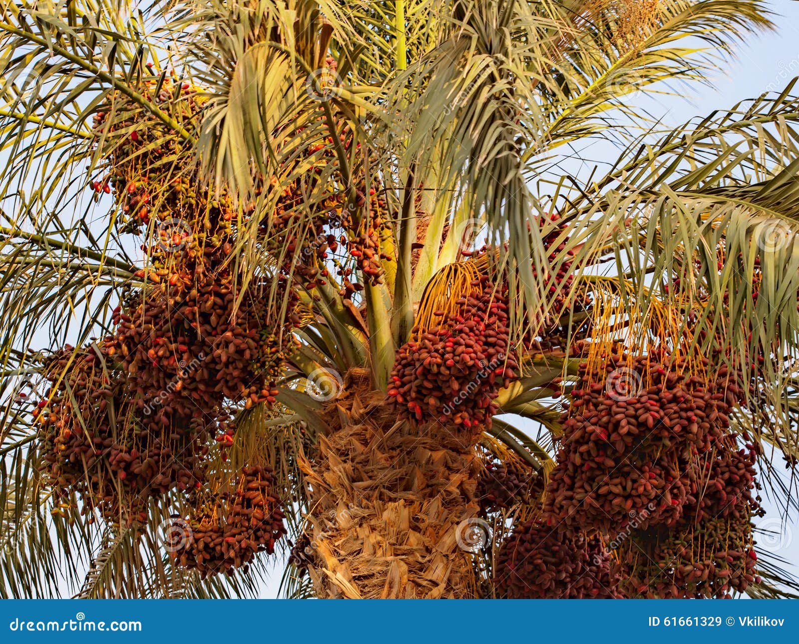 Albero Della Palma Da Datteri Con I Frutti Immagine Stock - Immagine di ...