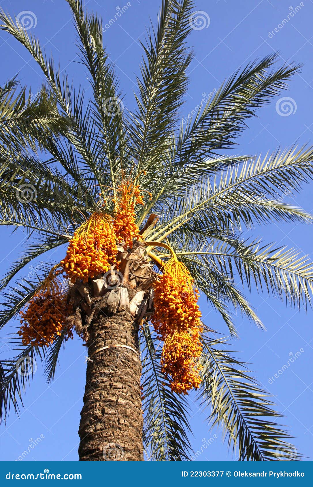 Albero Della Palma Da Datteri Con Le Date Immagine Stock - Immagine di ...