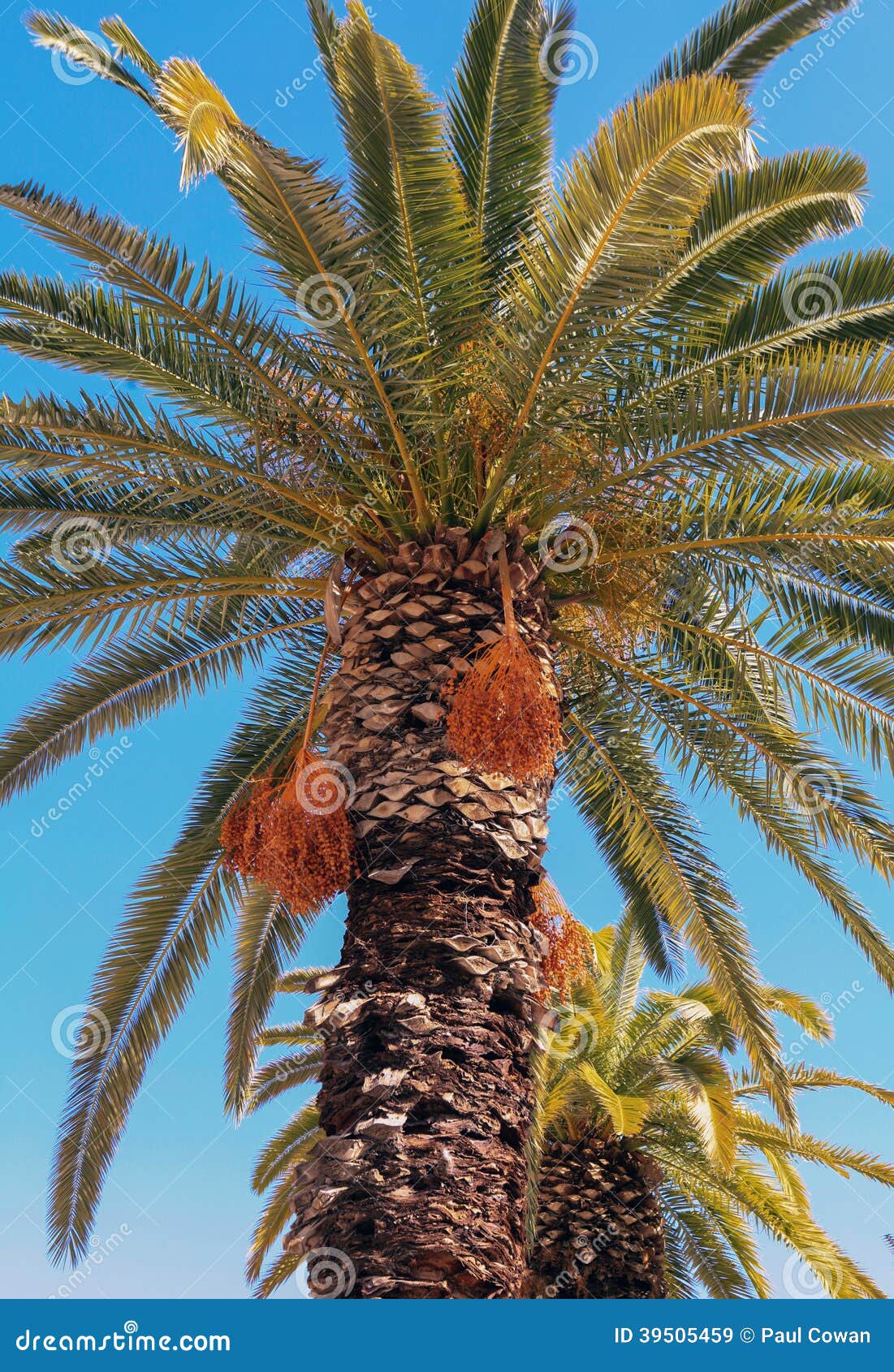 Albero Della Palma Da Datteri Di Creta Immagine Stock - Immagine di ...