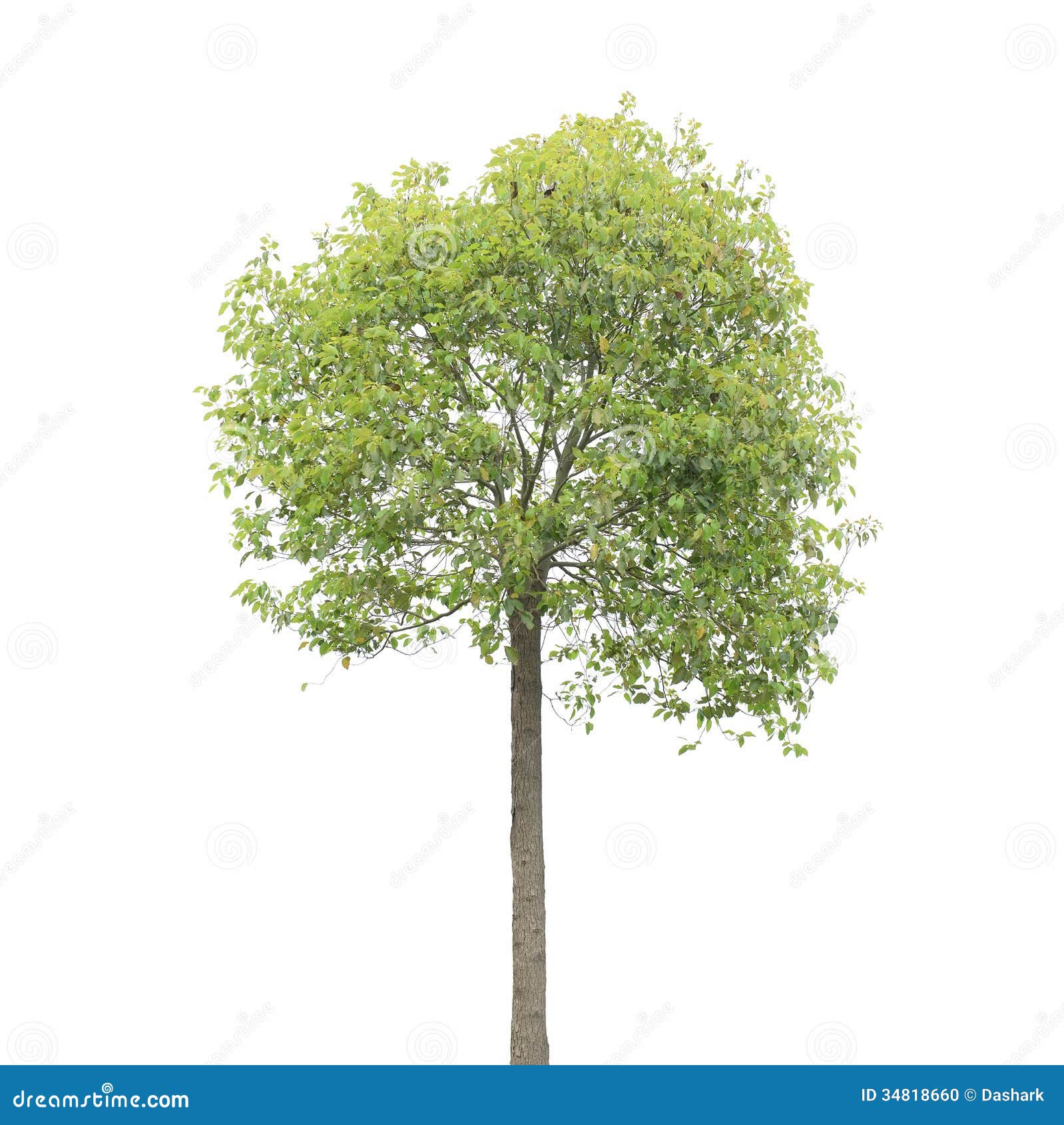 Albero della pianta fotografia stock. Immagine di sviluppo - 34818660