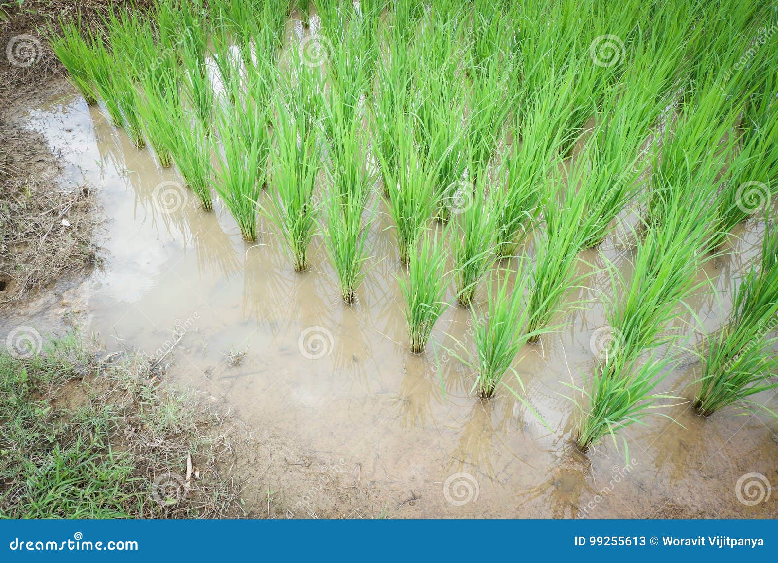 Albero Della Pianta Di Riso Immagine Stock - Immagine di asia, alimento ...