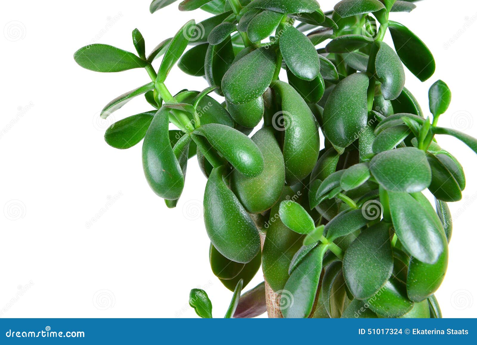 Albero Della Pianta O Dei Soldi Del Dollaro Fotografia Stock - Immagine ... Albero Della Pianta O Dei Soldi Del Dollaro Fotografia Stock - Immagine ...