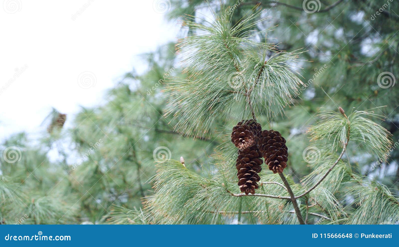 Albero Della Pigna Con Le Pigne Fotografia Stock - Immagine di dicembre ...