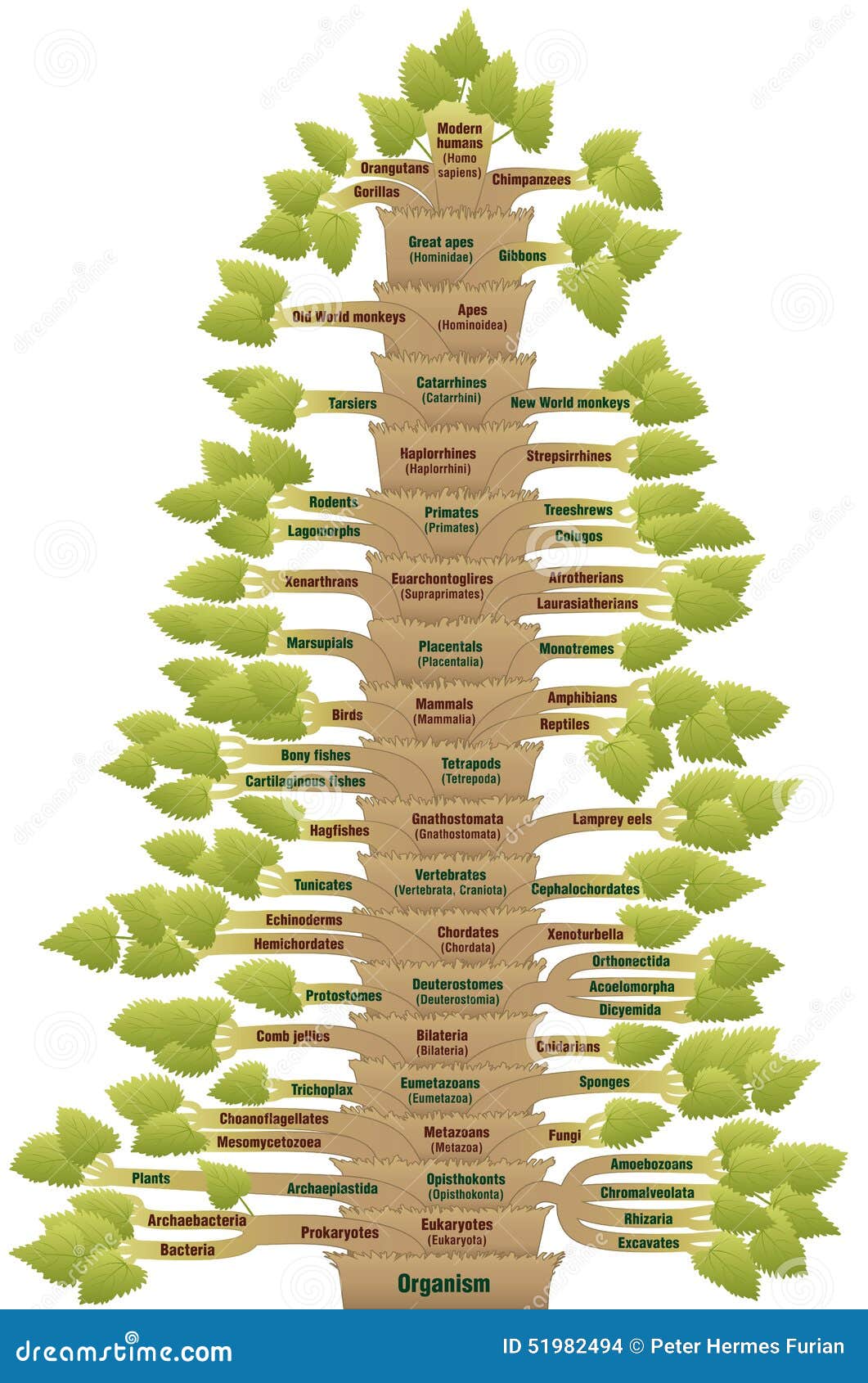 Albero Della Vita Di Evoluzione Umana Filogenetico Illustrazione ... Albero Della Vita Di Evoluzione Umana Filogenetico Illustrazione ...