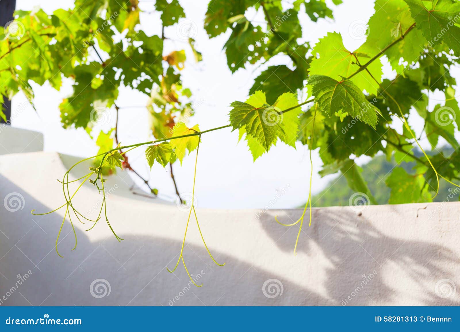 Albero della vite immagine stock. Immagine di terrazza - 58281313