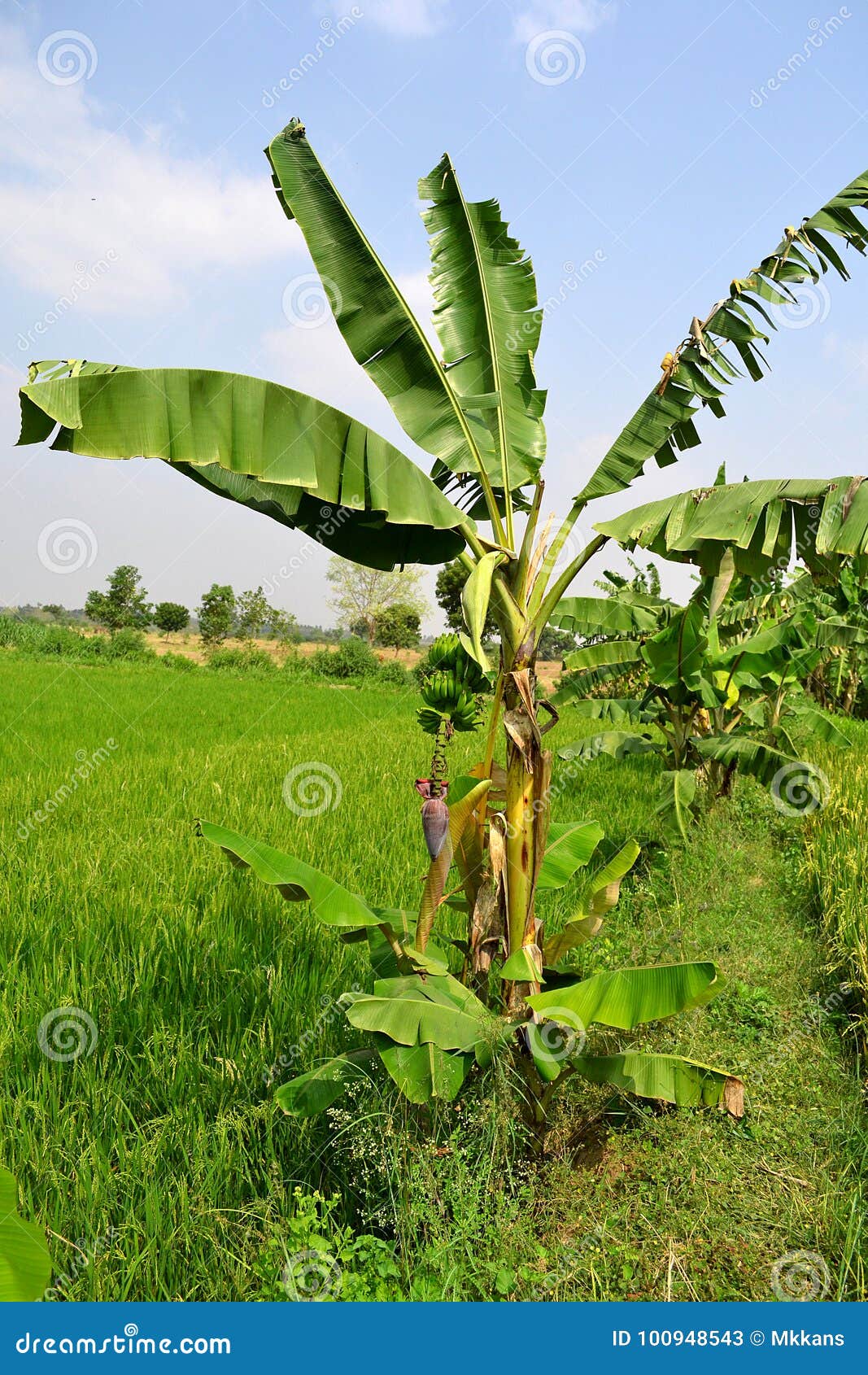 Albero di banana immagine stock. Immagine di albero - 100948543