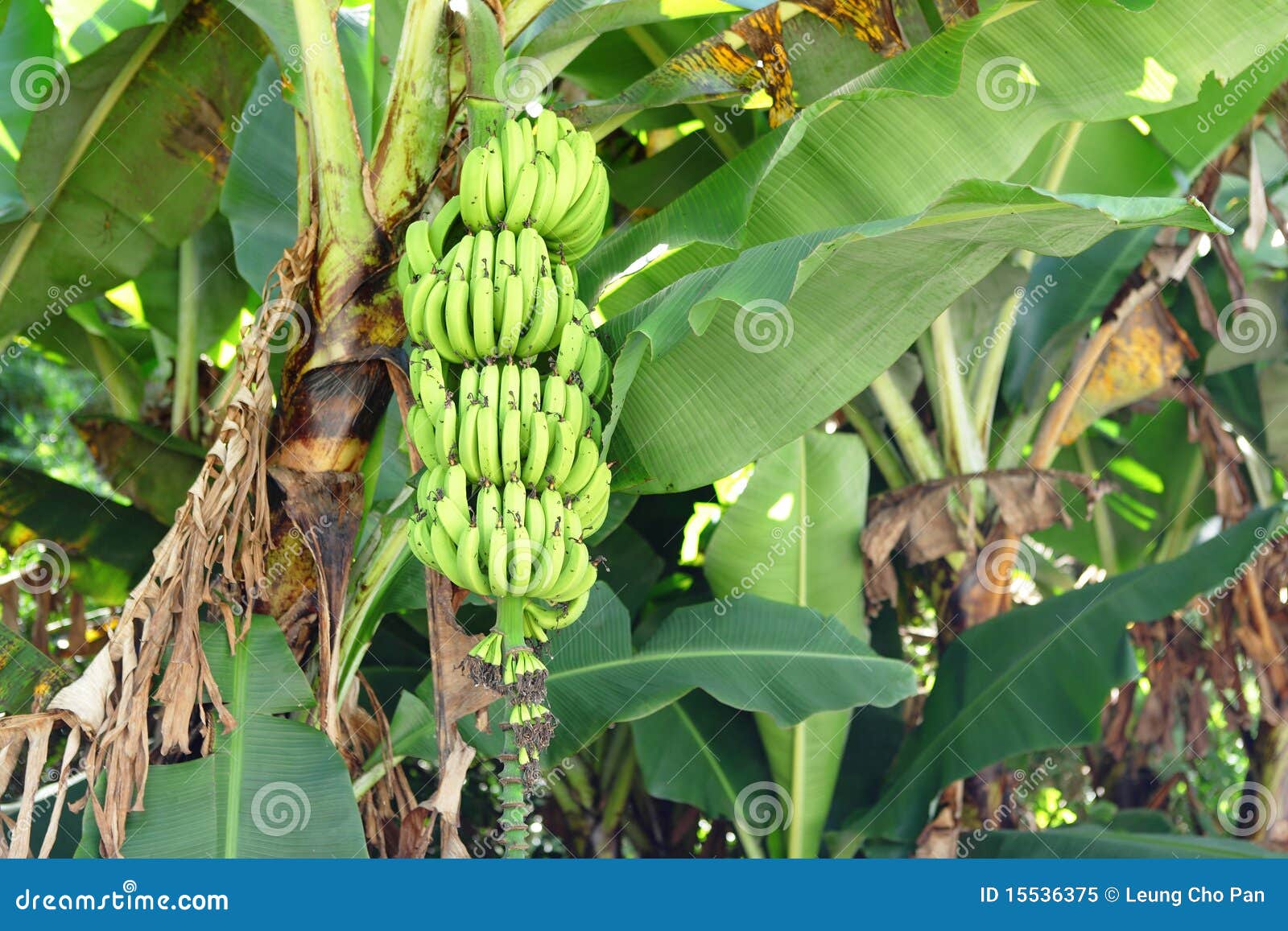 Albero di banana immagine stock. Immagine di pianta, maturi - 15536375