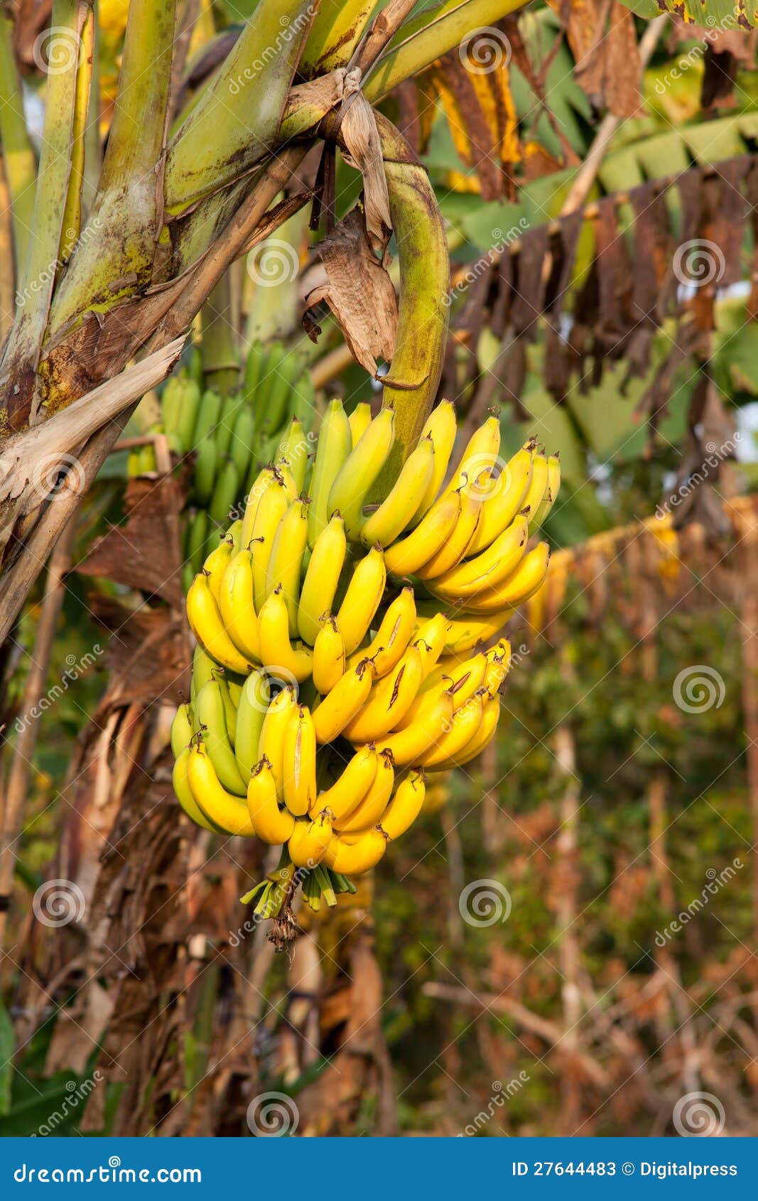 Albero di banana immagine stock. Immagine di tropicale - 27644483