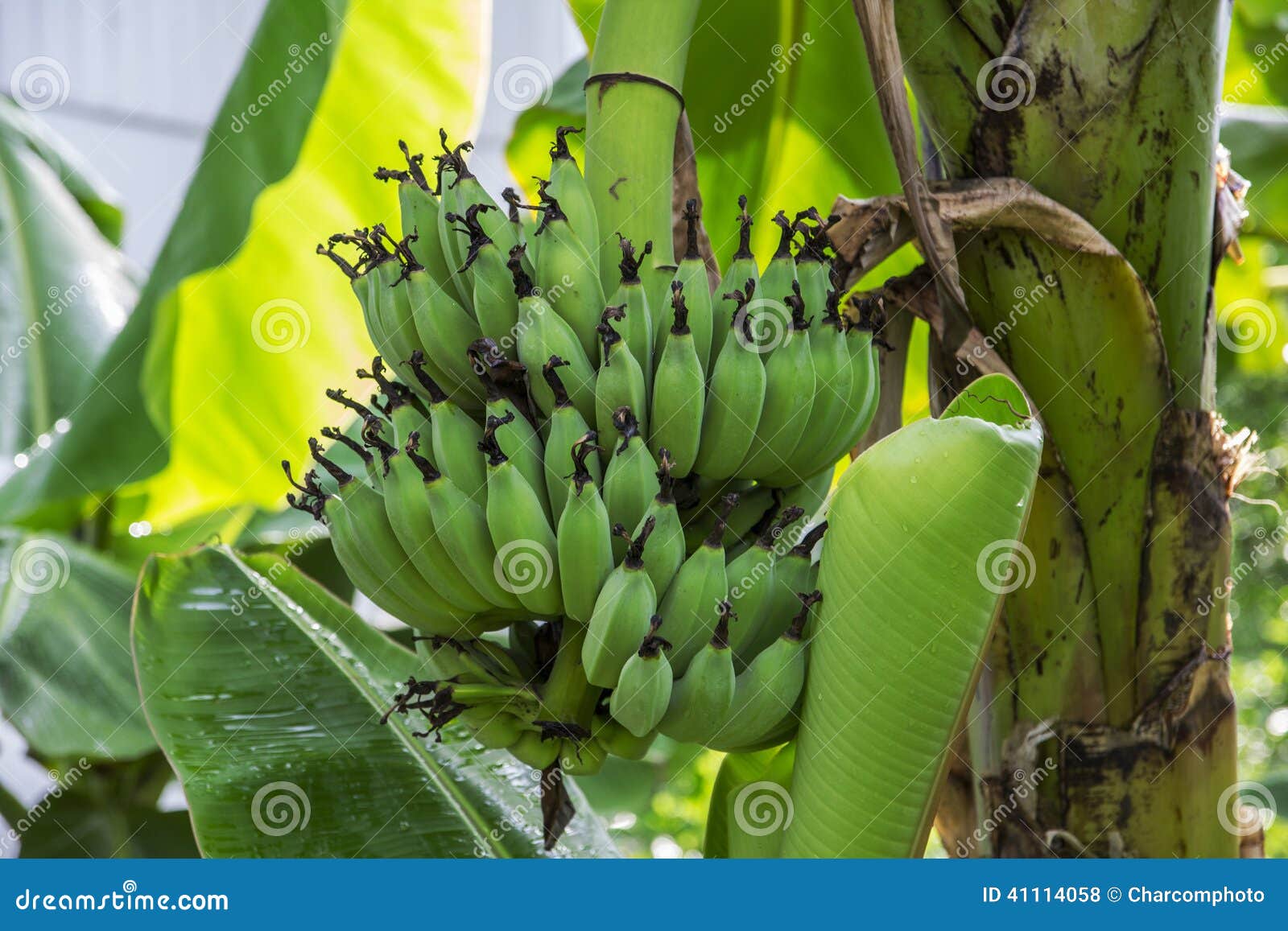 Albero di banana fotografia stock. Immagine di alimento - 41114058