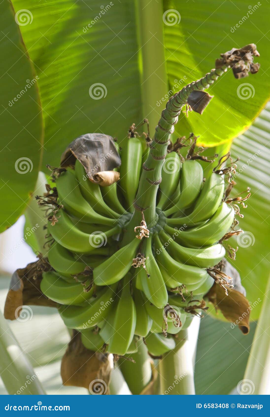 Albero di banana fotografia stock. Immagine di banana - 6583408