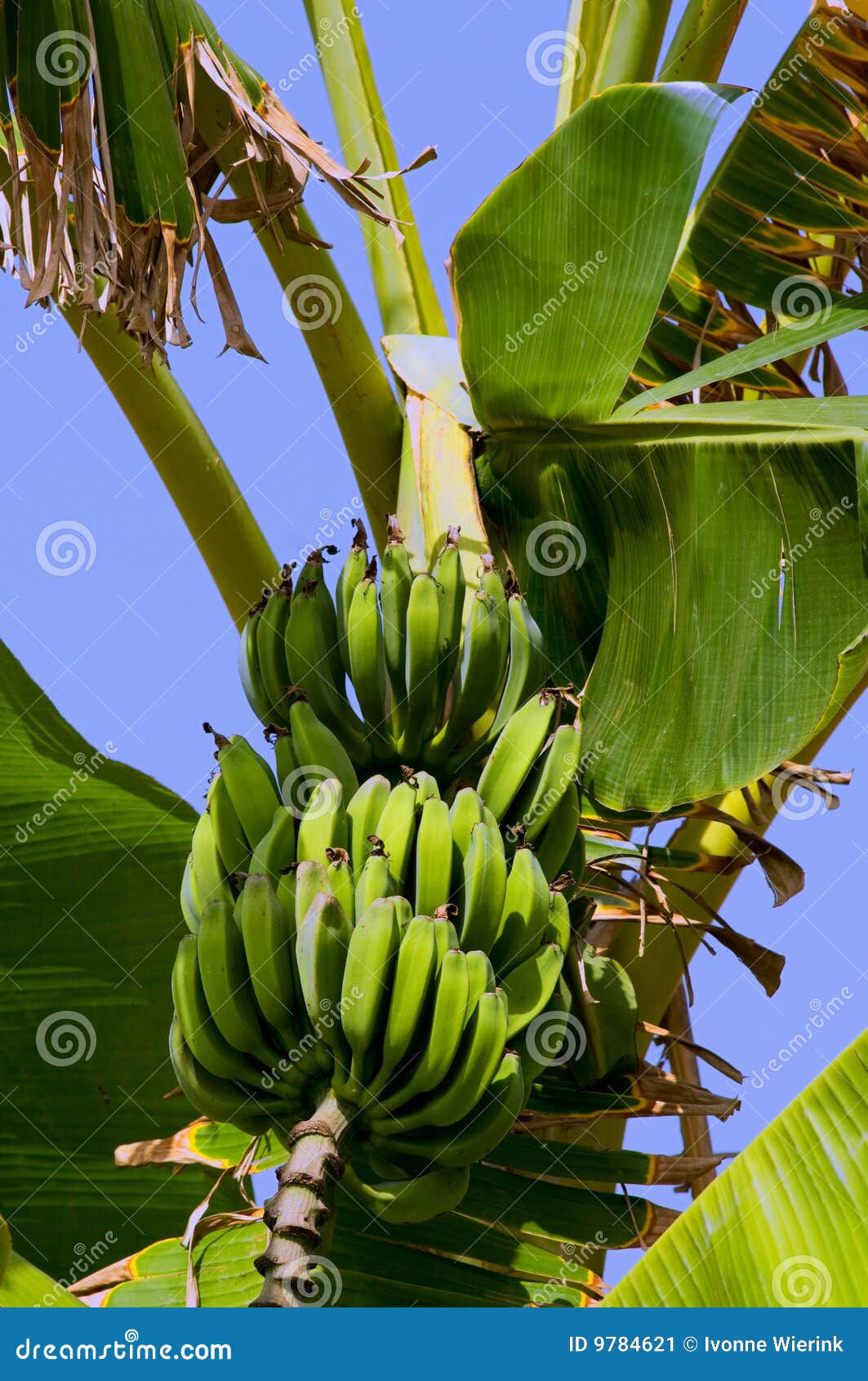 Albero di banane immagine stock. Immagine di mazzo, maturo - 9784621