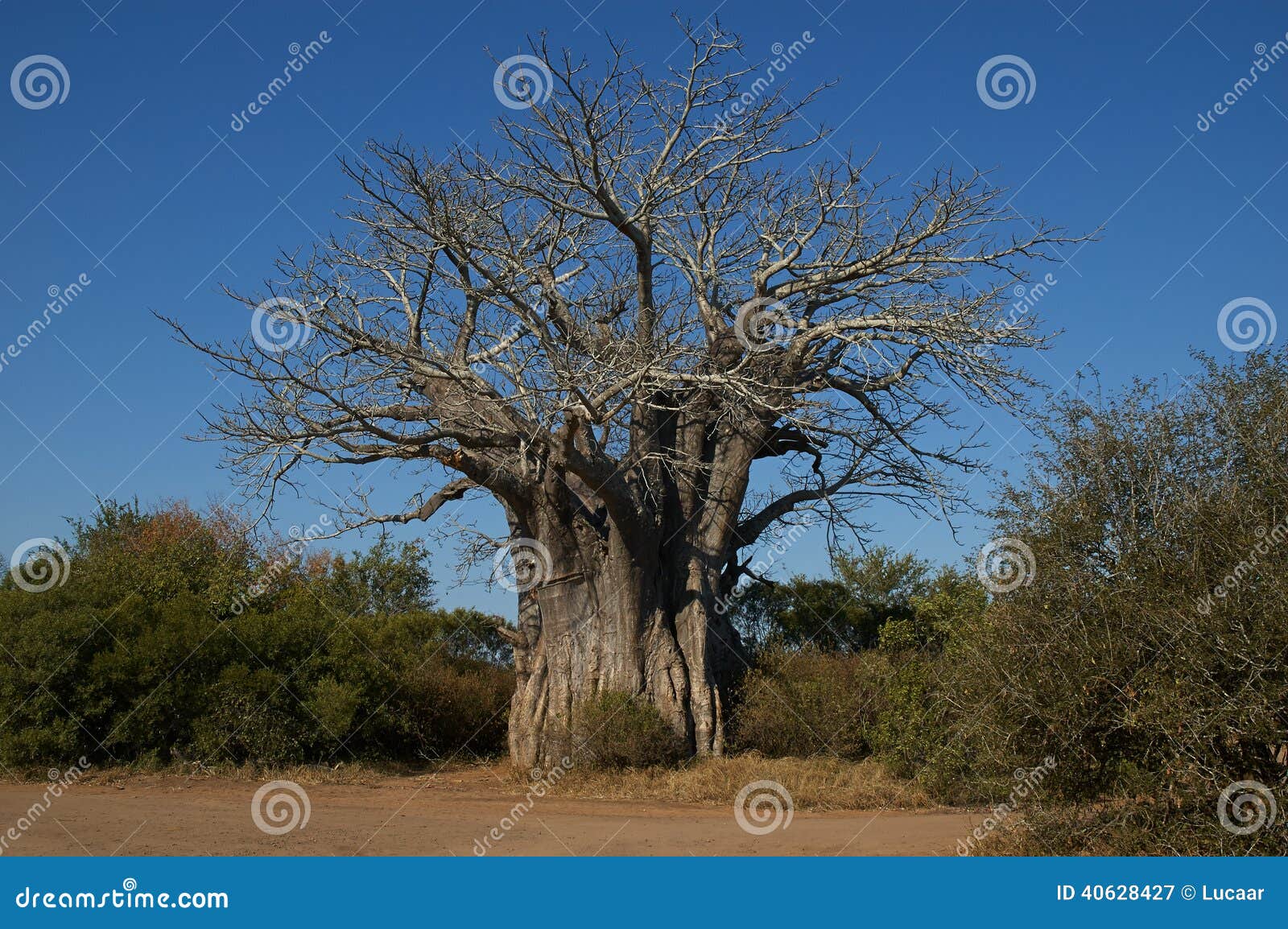 Albero di Baoba immagine stock. Immagine di sfondo, grande - 40628427