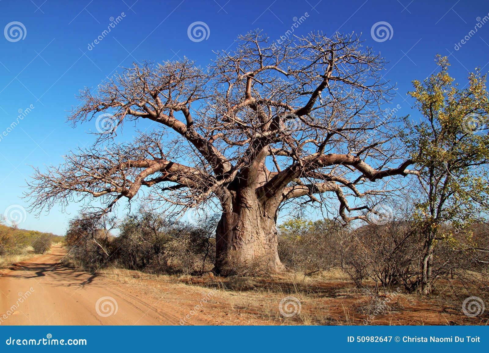 Albero di Baoba immagine stock. Immagine di fibra, medicina - 50982647