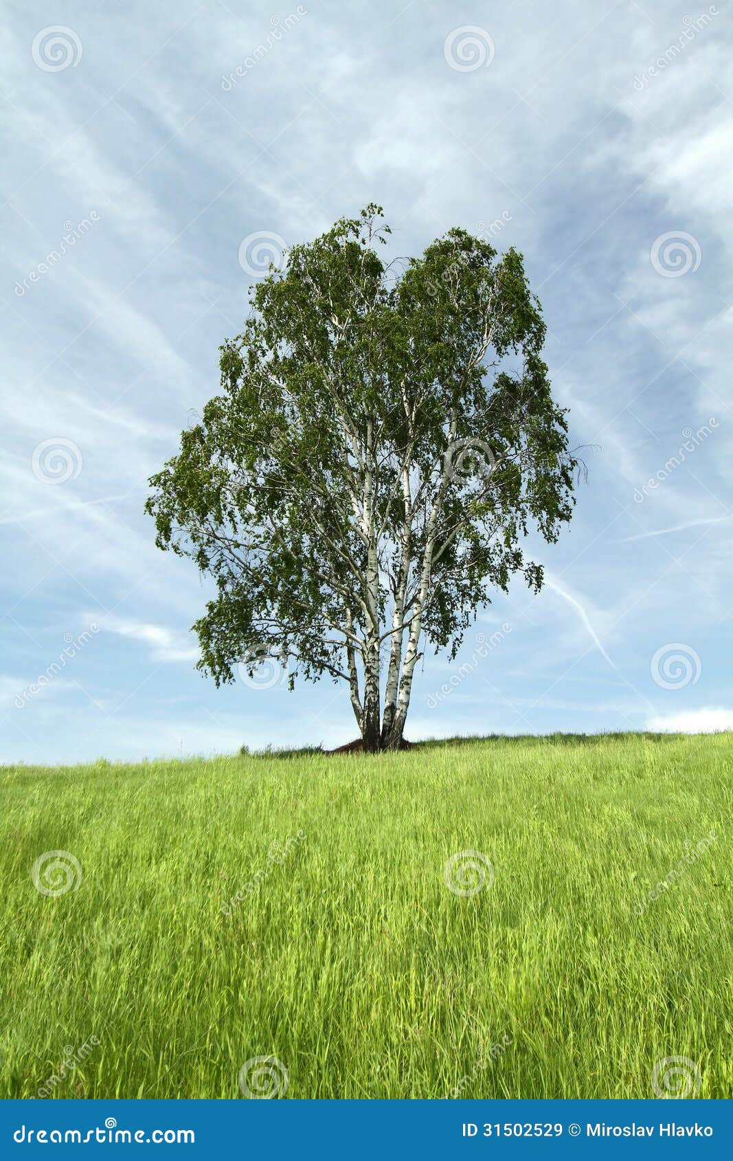 Albero di betulla immagine stock. Immagine di paesaggio - 31502529