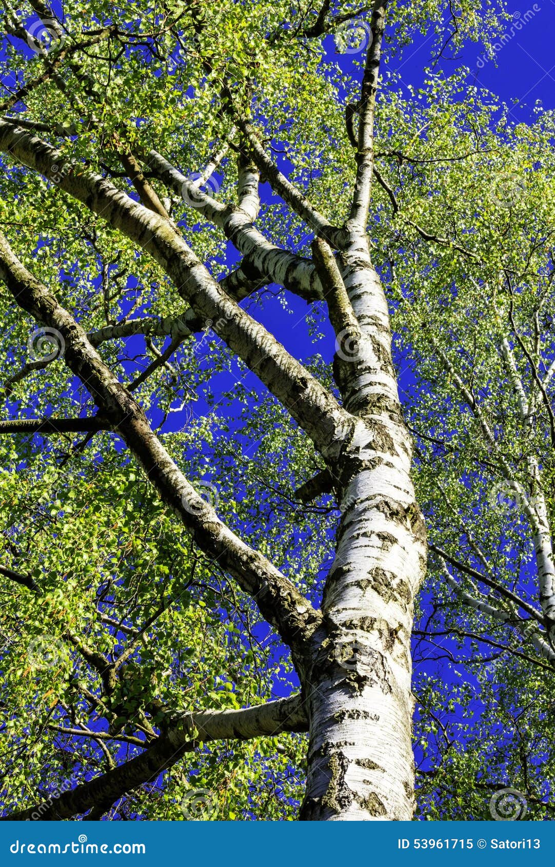 Albero di betulla al sole immagine stock. Immagine di ecologia - 53961715