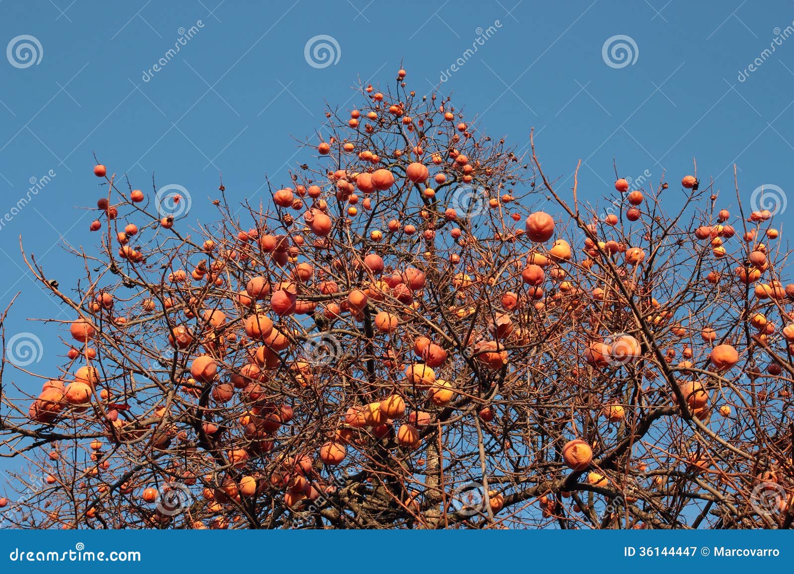 Albero di cachi immagine stock. Immagine di cachi, inverno - 36144447