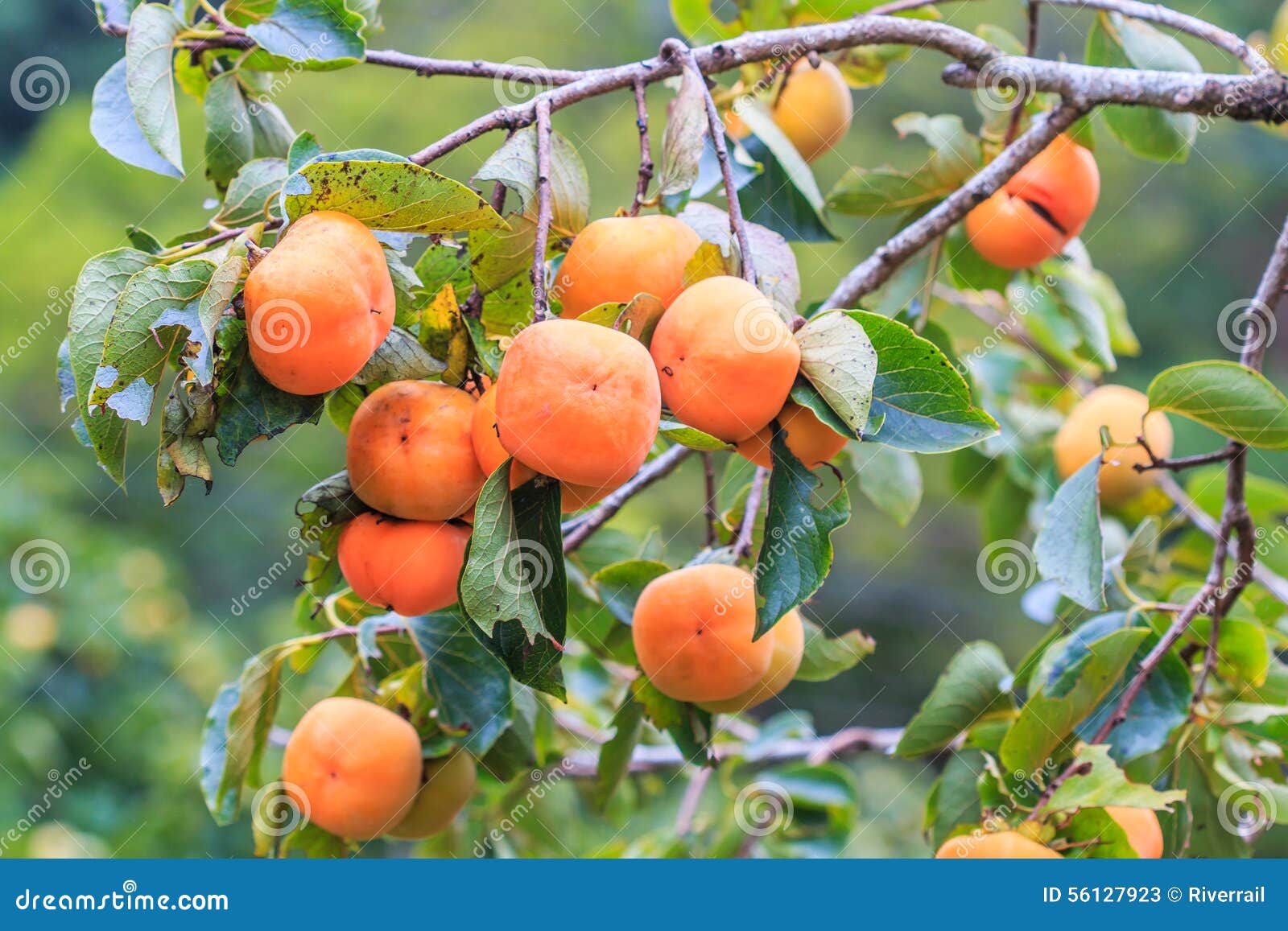 Albero di cachi immagine stock. Immagine di salute, chiusura - 56127923