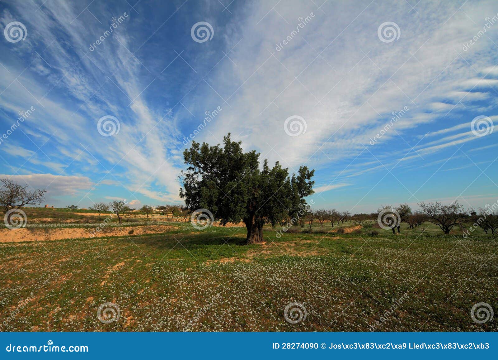 Albero di carruba fotografia stock. Immagine di flora - 28274090