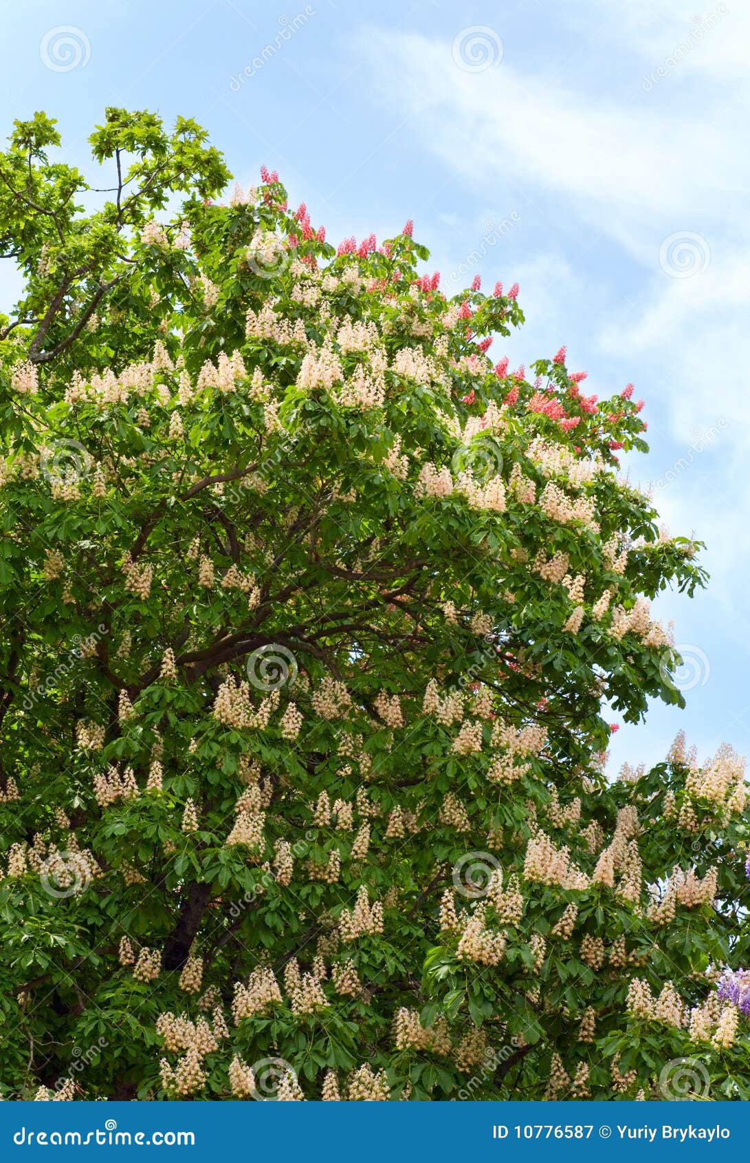 immagini di riserva di Albero Di Castagna Fiore - la sovranità di ...