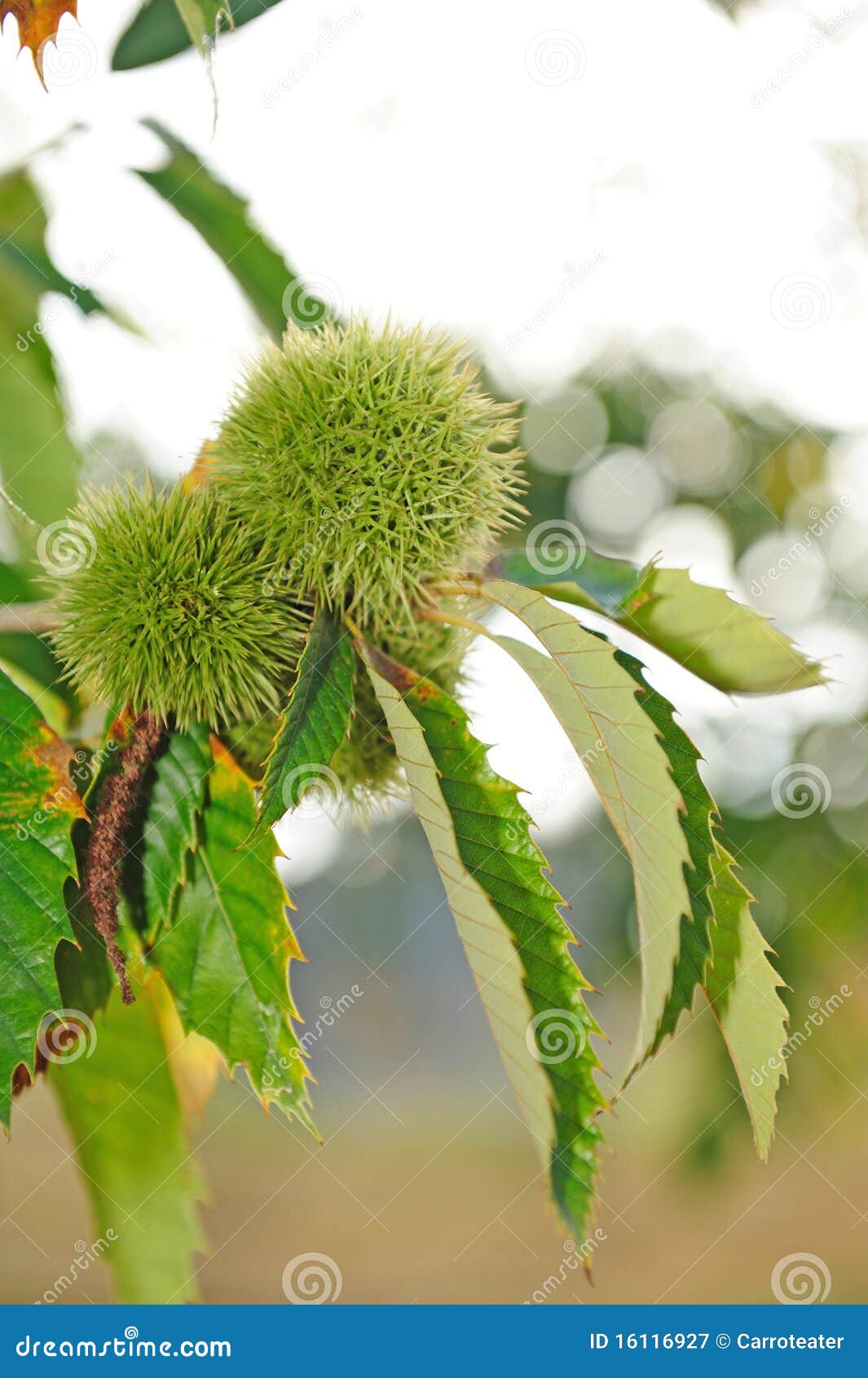 Albero di castagna immagine stock. Immagine di esterno - 16116927