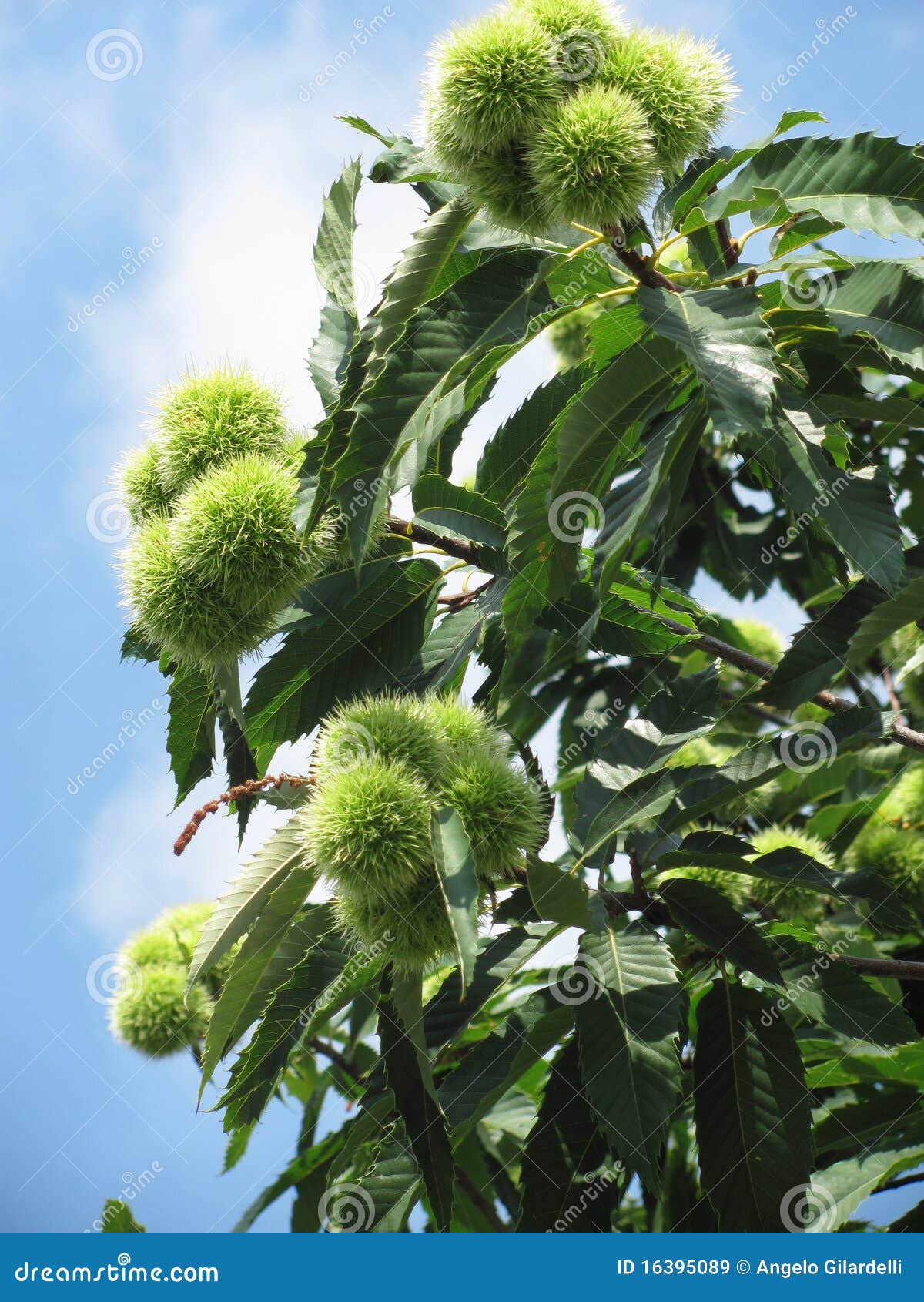 Albero Di Castagna Immagini Stock Libere da Diritti - Immagine: 16395089