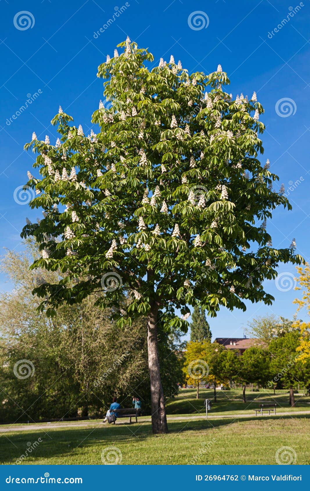 Albero di castagna fotografia stock. Immagine di castagne - 26964762