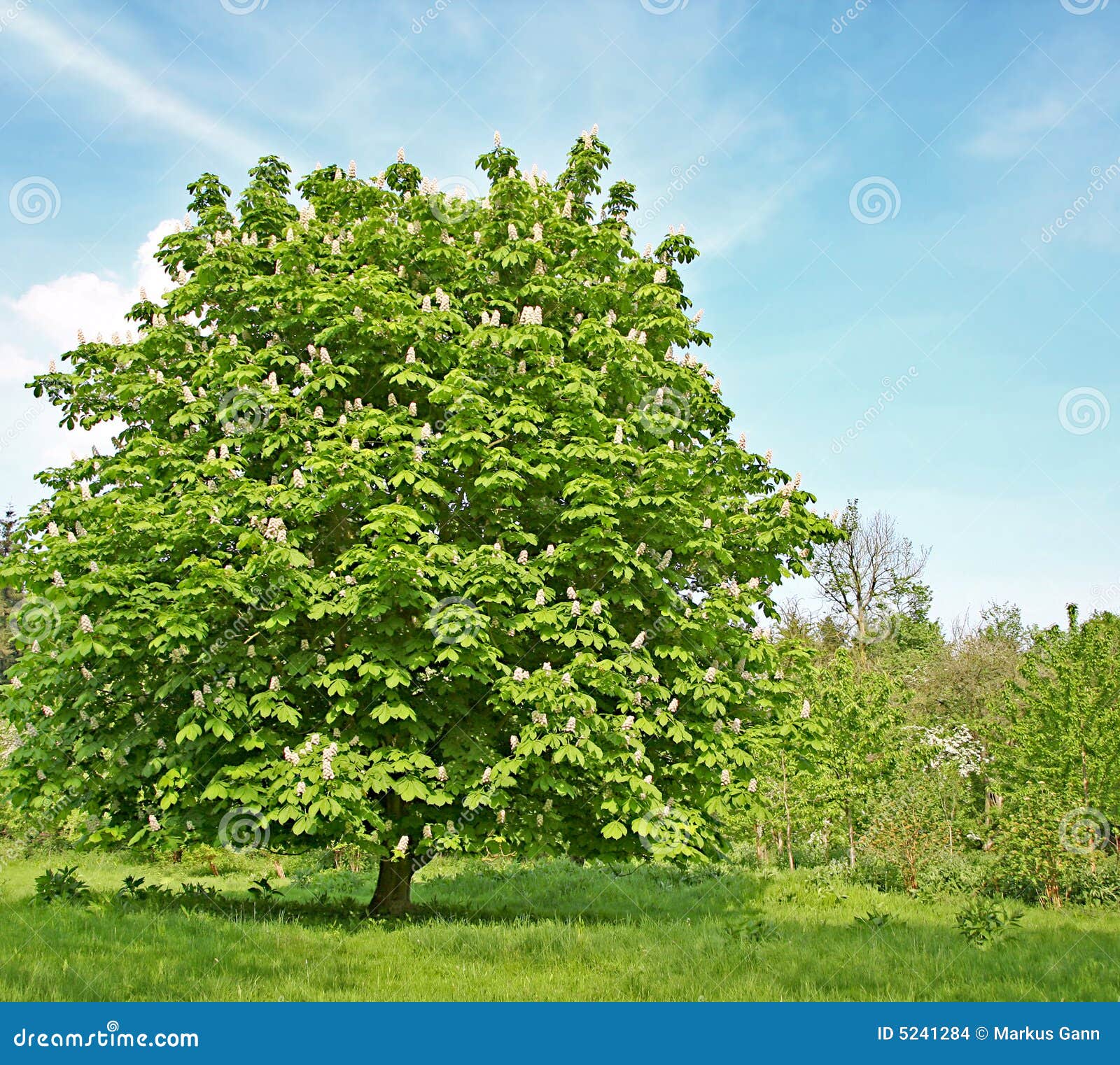 Albero Di Castagna Con Il Fiore Fotografia Stock - Immagine di fogliame ...