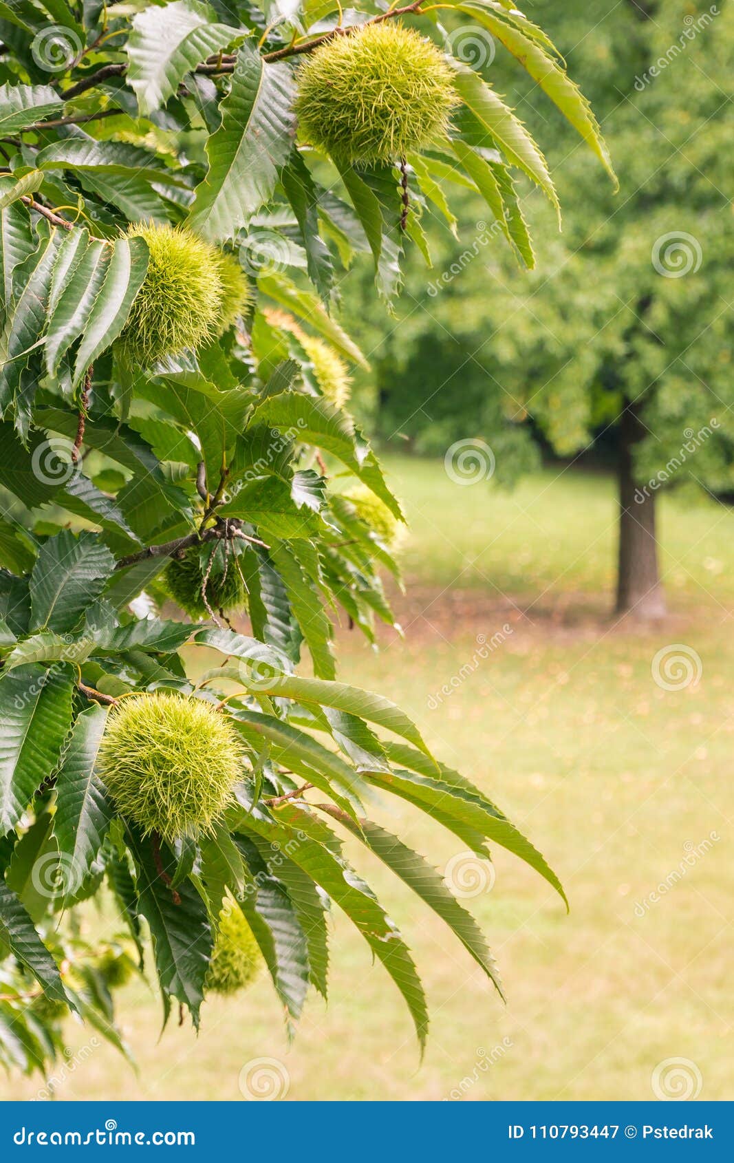 Albero Di Castagna Con Le Castagne in Bucce Immagine Stock - Immagine ...
