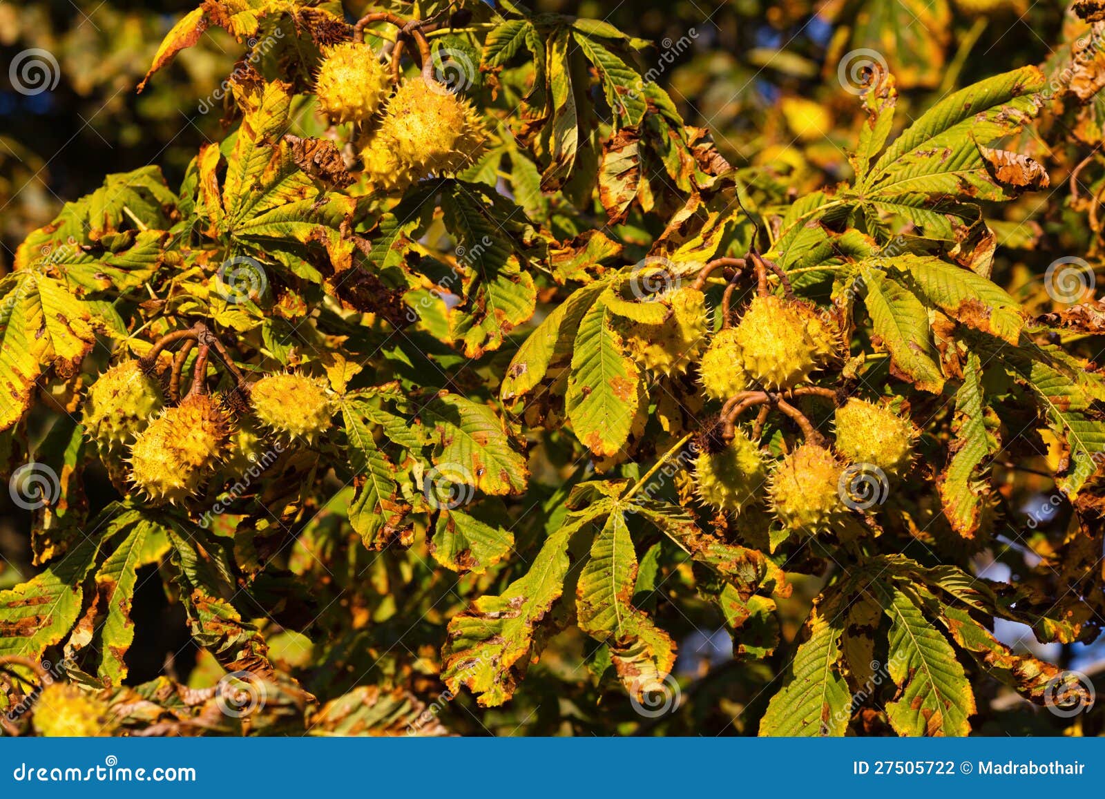 Albero Di Castagna Di Autunno Fotografia Stock - Immagine di foglio ...