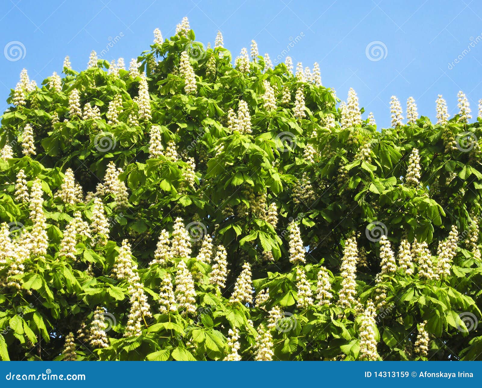 Albero Di Castagna in Fiore Immagine Stock - Immagine di giardino ...