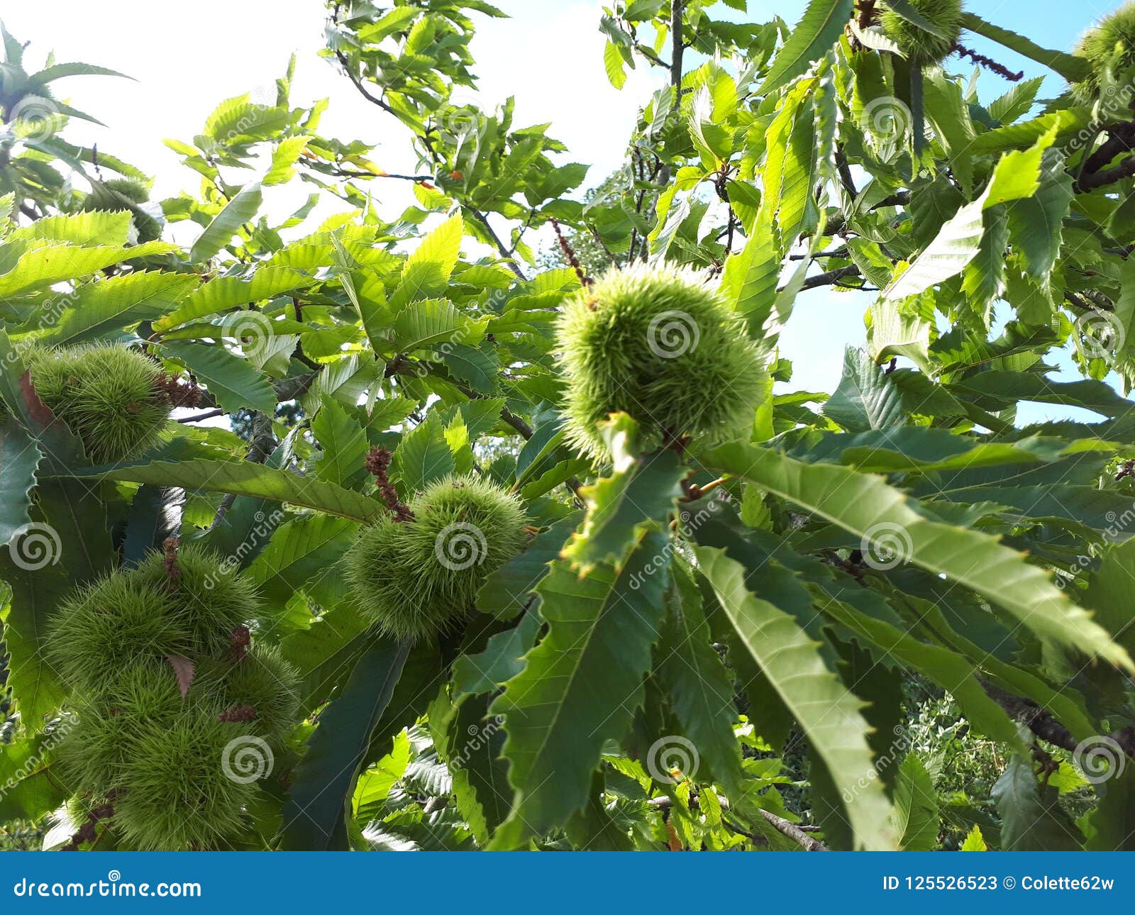 Albero Di Castagna & X28; Up& Vicino X29; Nr 2 Immagine Stock ...