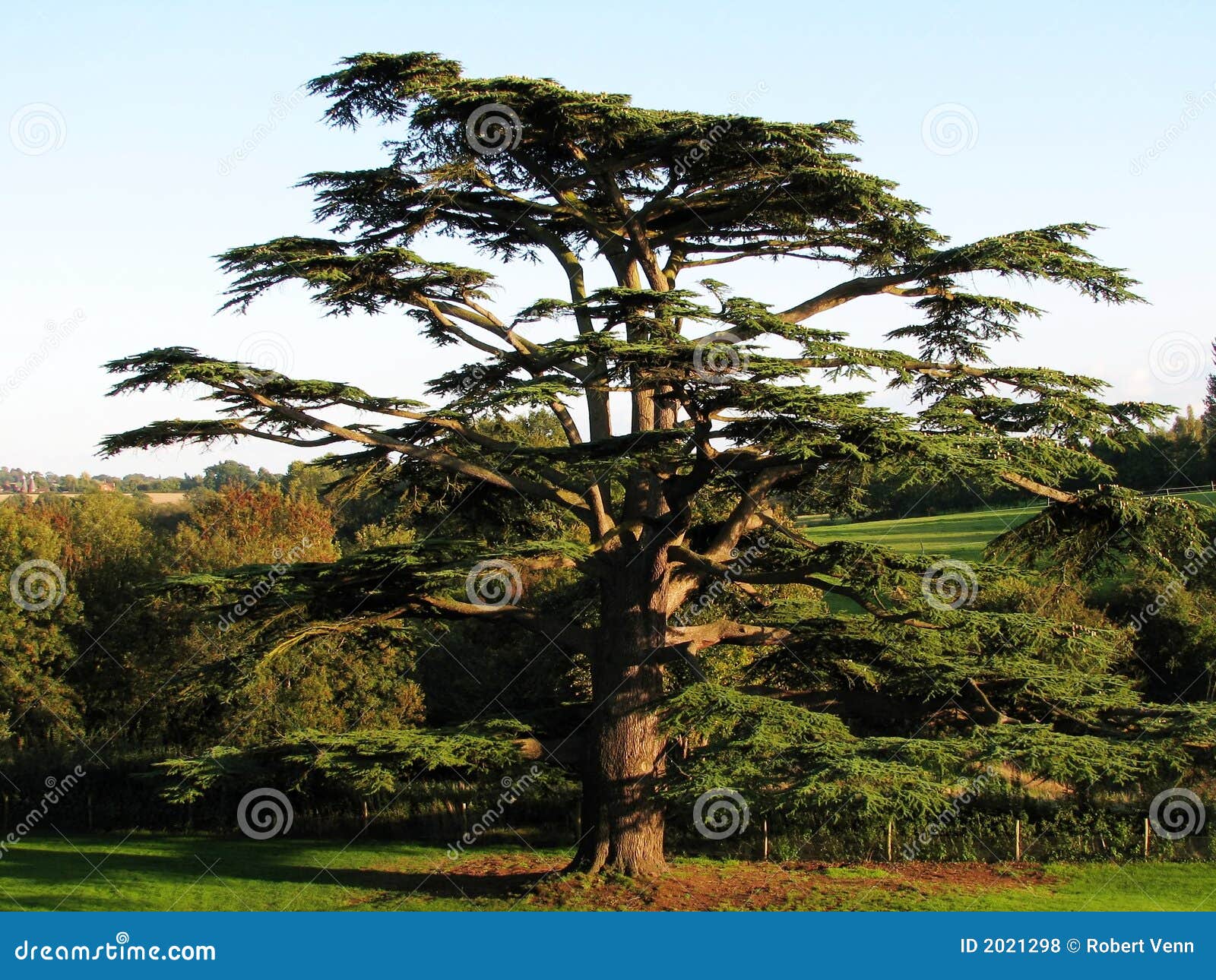 Albero di cedro fotografia stock. Immagine di maestoso - 2021298
