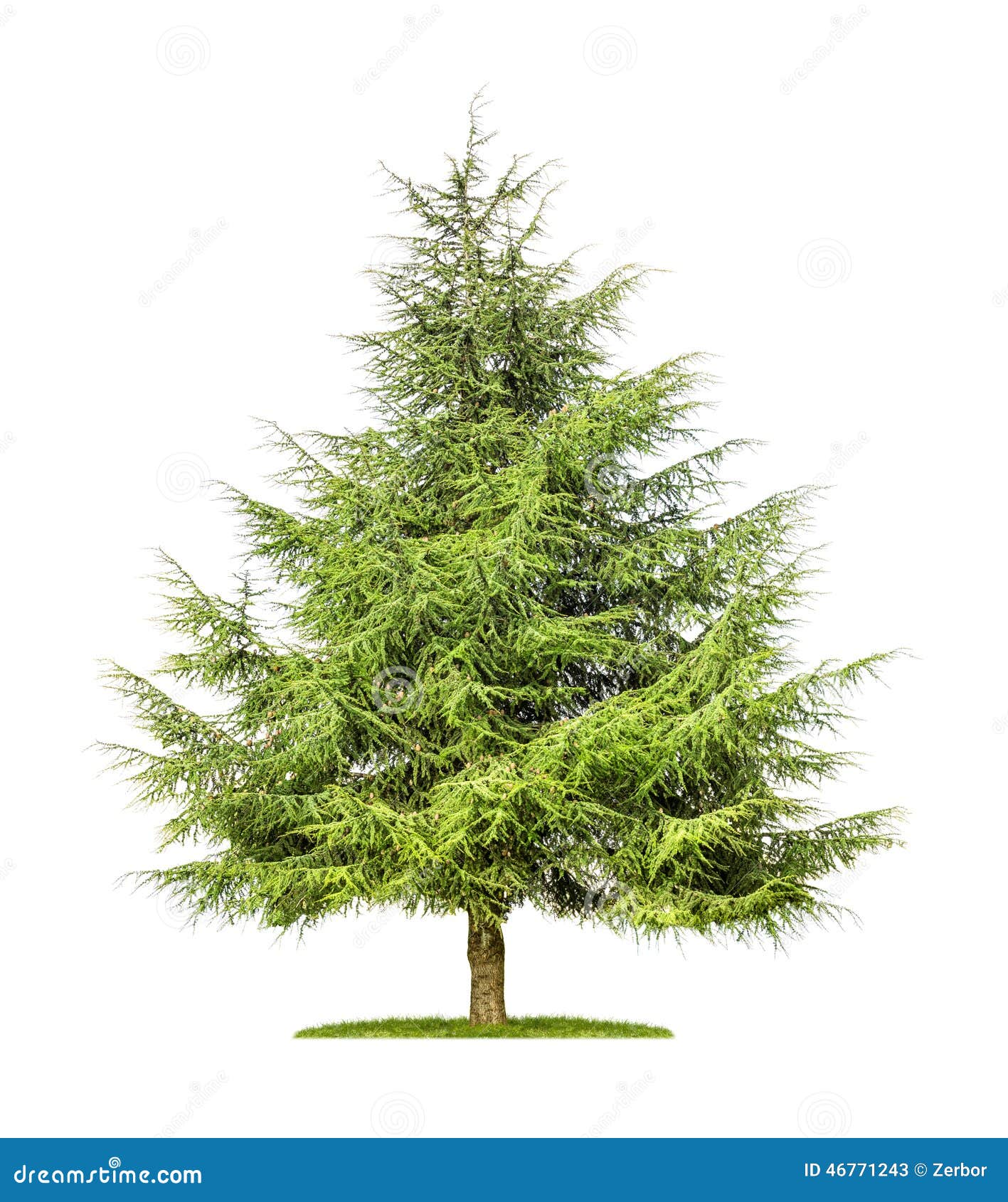 Albero di cedro isolato immagine stock. Immagine di fogliame - 46771243