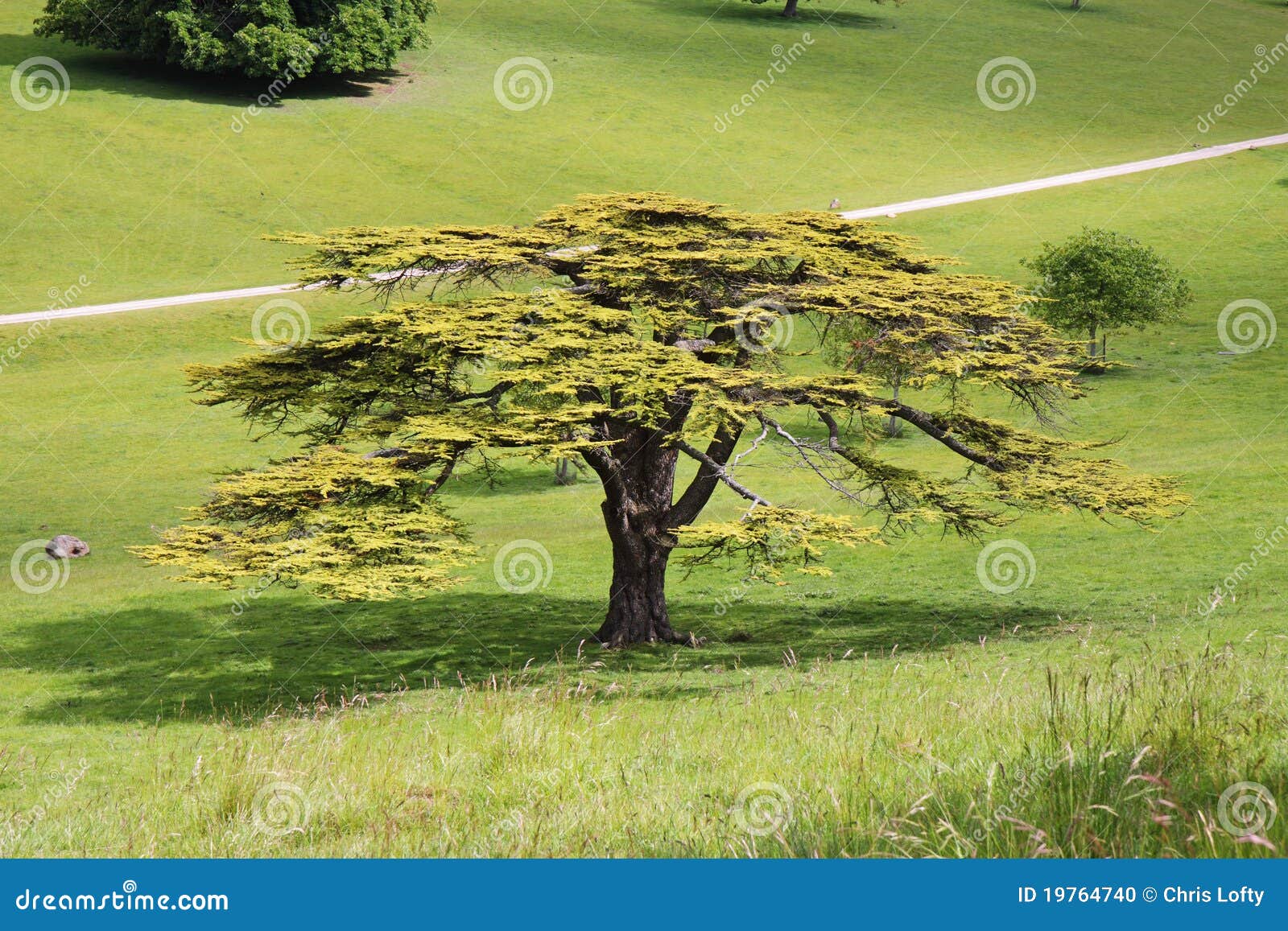 Albero Di Cedro Libanese in Una Sosta Inglese Fotografia Stock ...