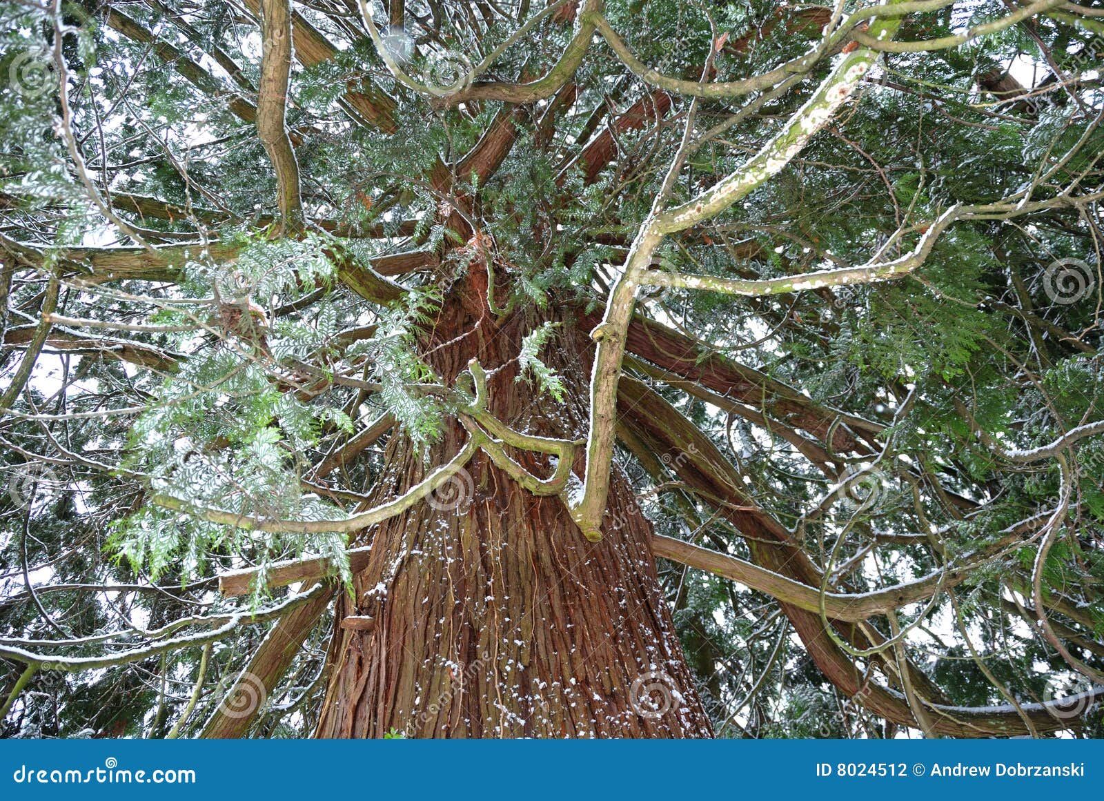 Albero di cedro voluminoso fotografia stock. Immagine di voluminoso ...