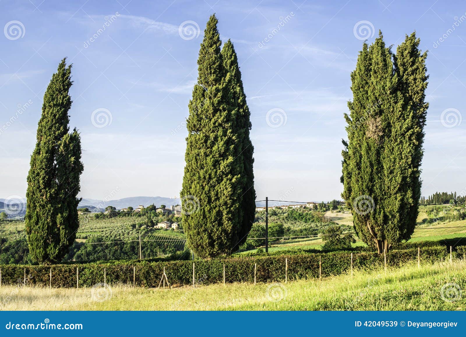 Albero di cipresso toscano immagine stock. Immagine di casa - 42049539