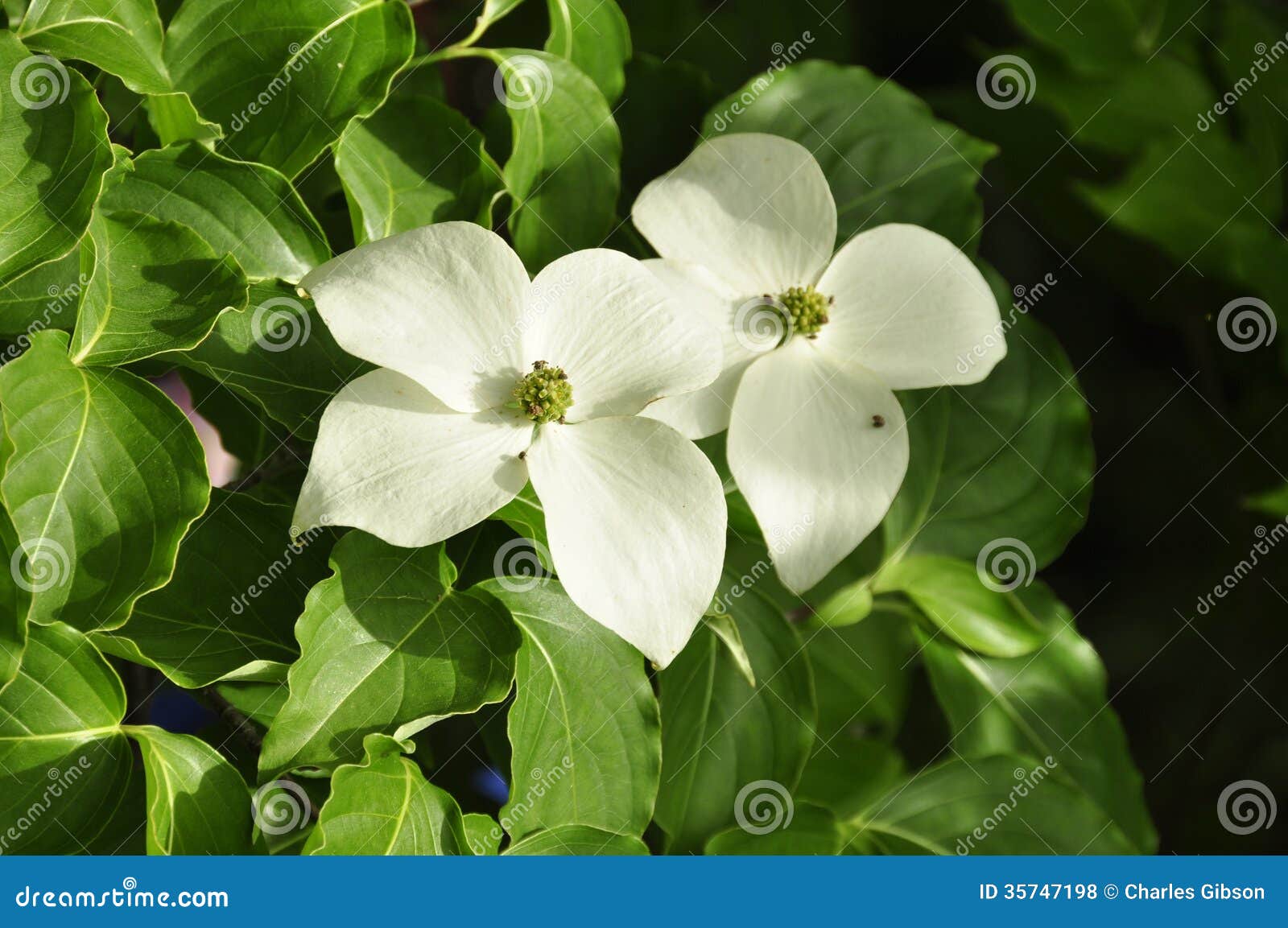 Albero Di Corniolo (cornus Florida) Fotografia Stock - Immagine di ...