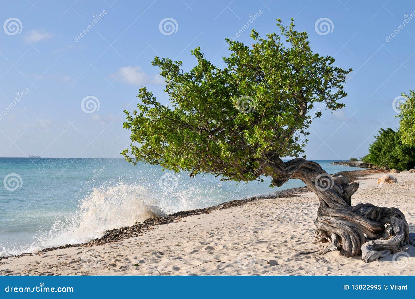 Albero di divi di Divi immagine stock. Immagine di costa - 15022995